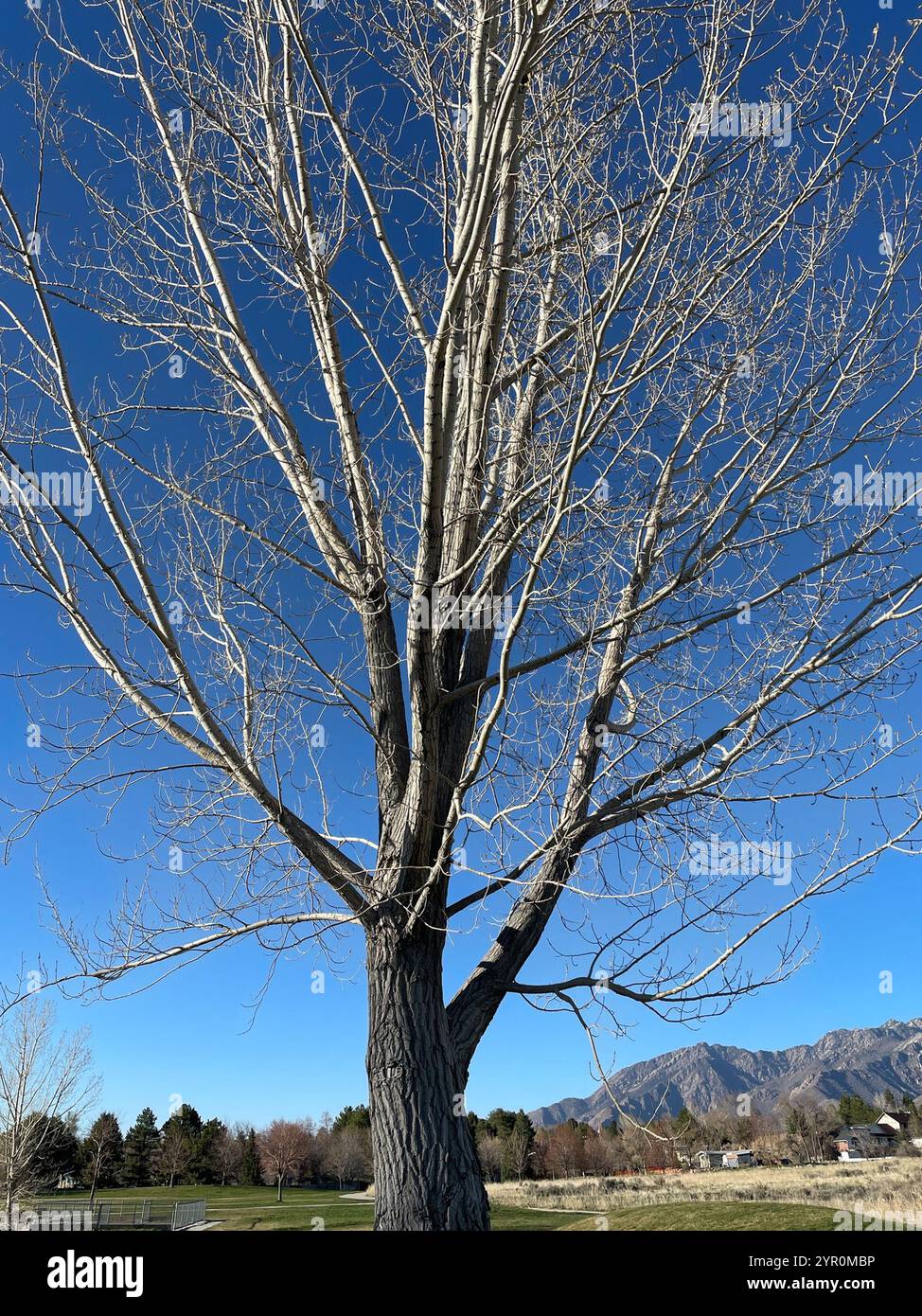 Eastern Cottonwood (Populus deltoides Stock Photo - Alamy