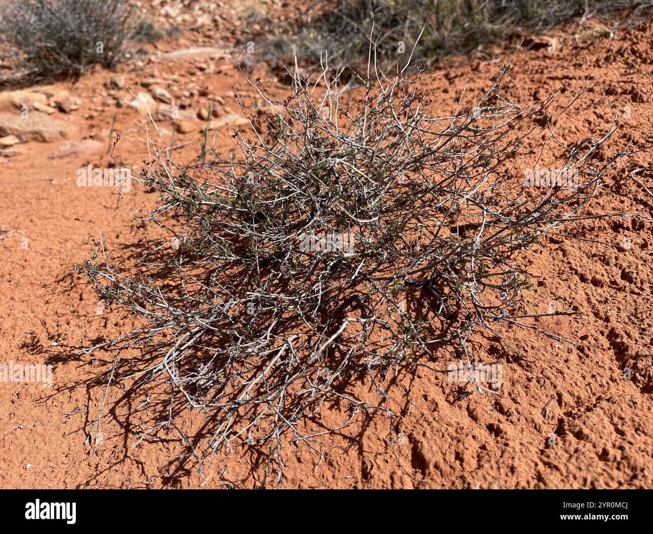 Slender Buckwheat (Eriogonum microtheca Stock Photo - Alamy