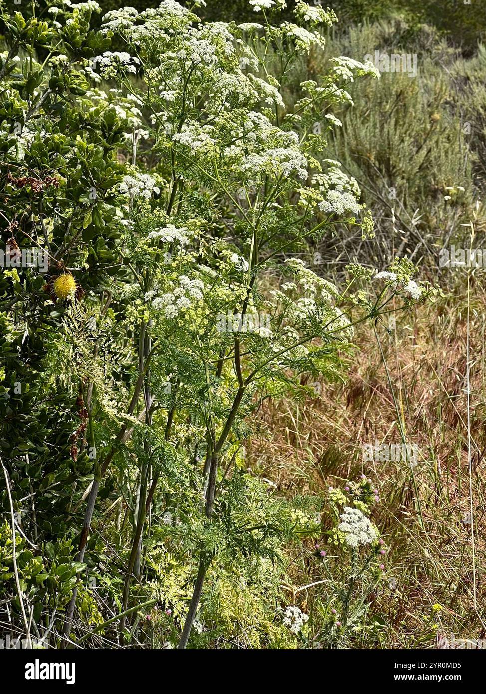 poison hemlock (Conium maculatum Stock Photo - Alamy
