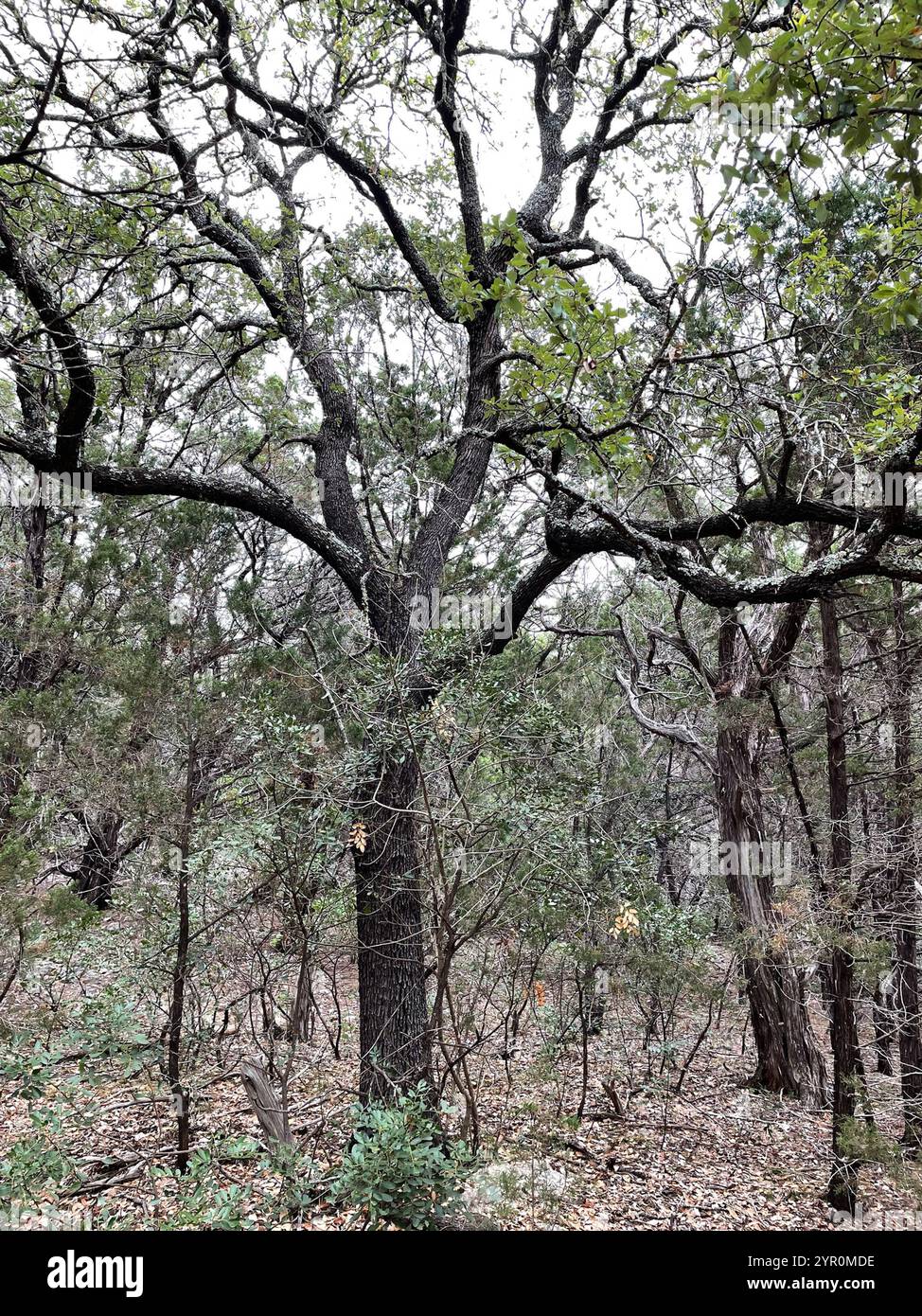 Texas live oak (Quercus fusiformis Stock Photo - Alamy