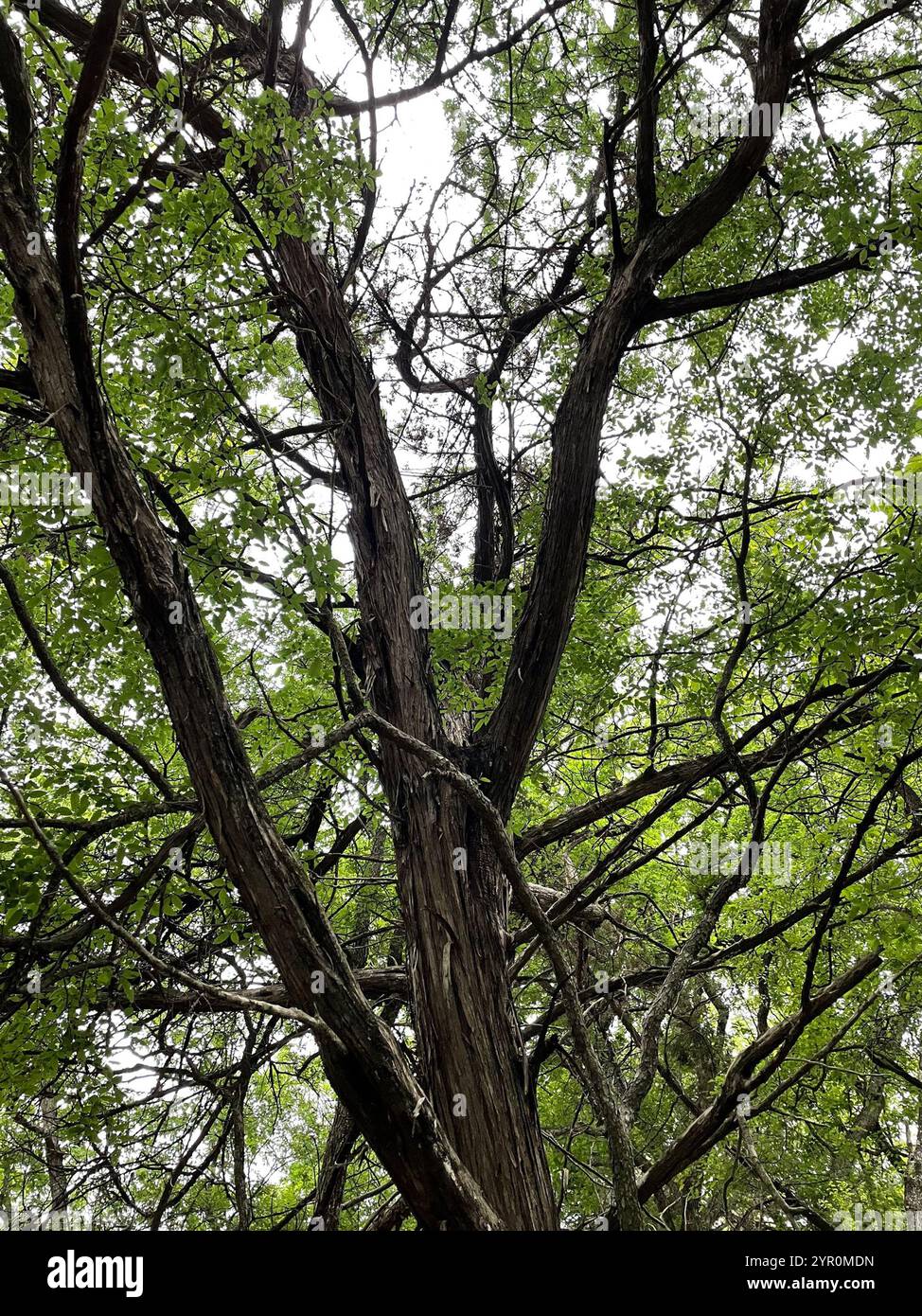 Ashe juniper (Juniperus ashei Stock Photo - Alamy