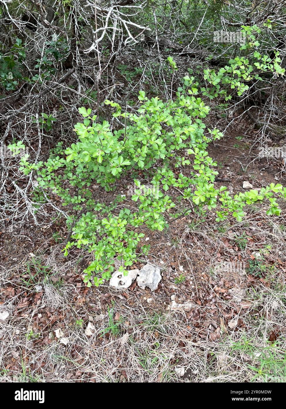 fragrant sumac (Rhus aromatica Stock Photo - Alamy