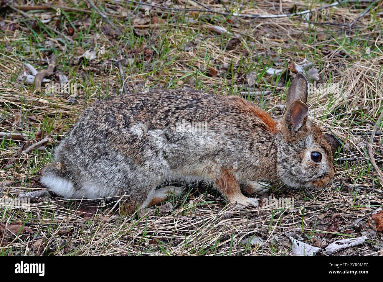 Eastern Cottontail (Sylvilagus floridanus Stock Photo - Alamy