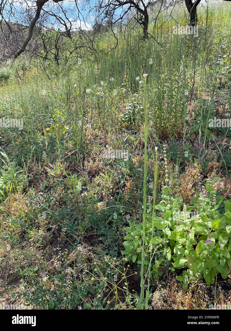 Tower Mustard (Turritis glabra Stock Photo - Alamy