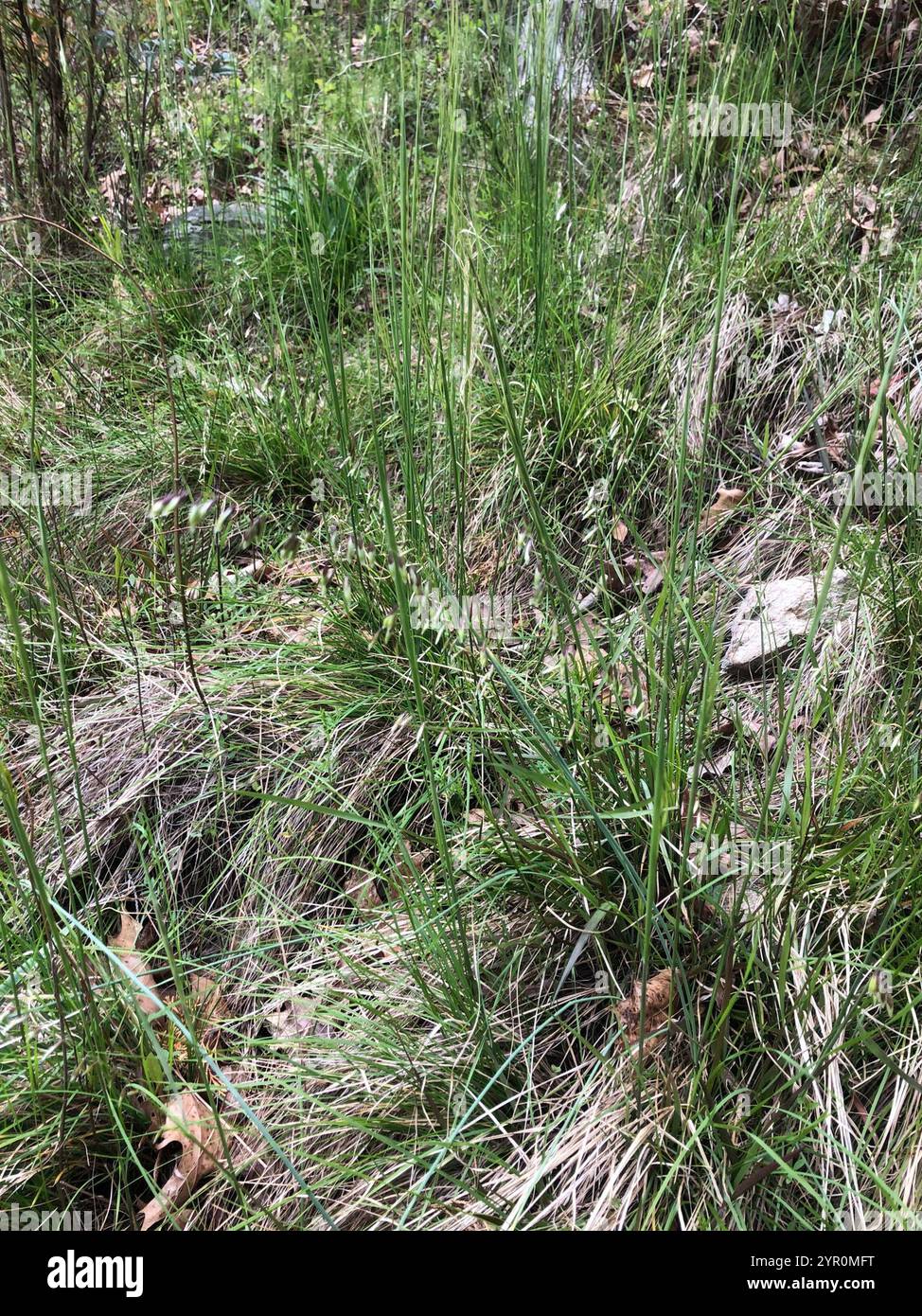 Twoflower Melicgrass (Melica mutica Stock Photo - Alamy