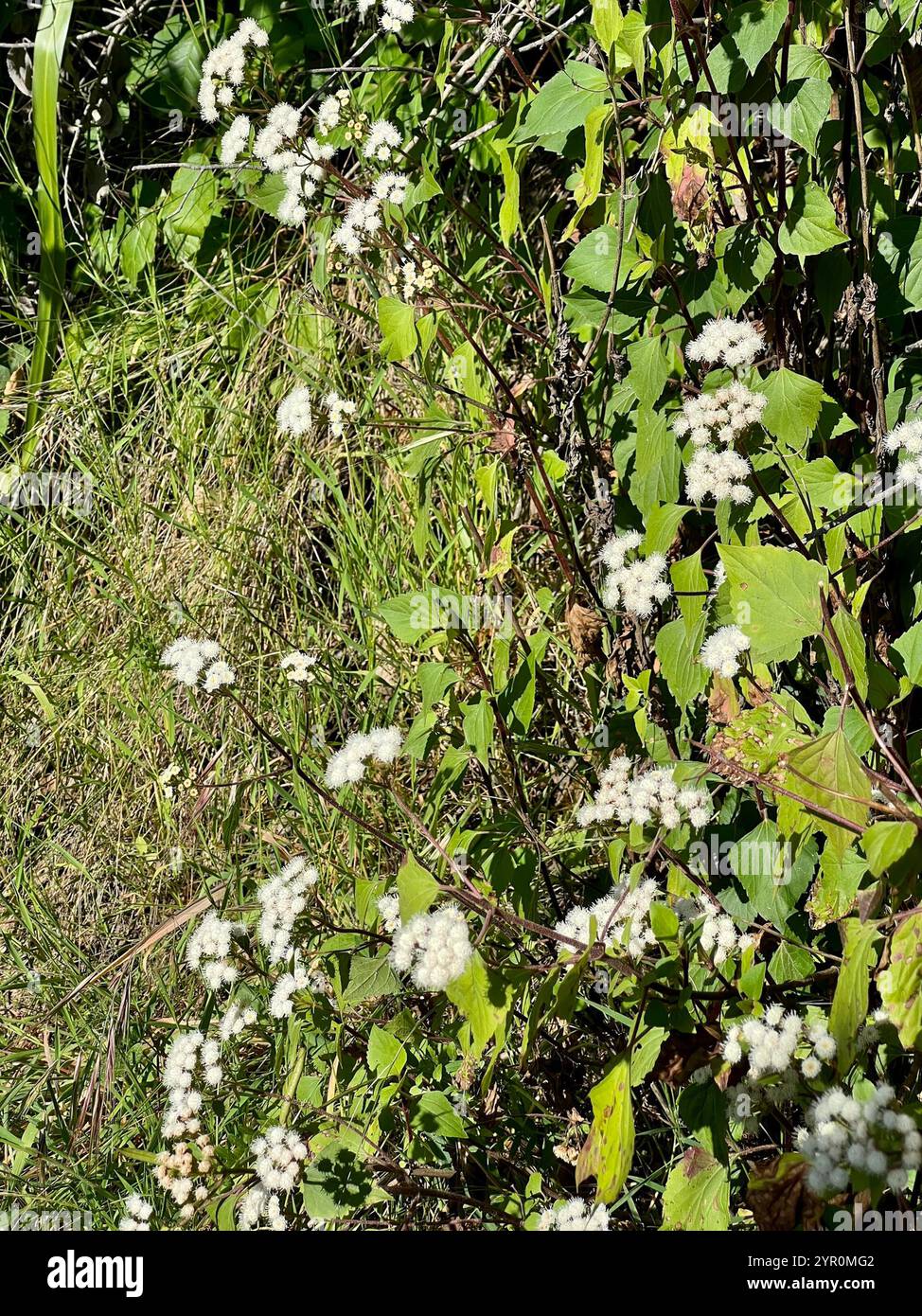 Crofton Weed (Ageratina adenophora Stock Photo - Alamy