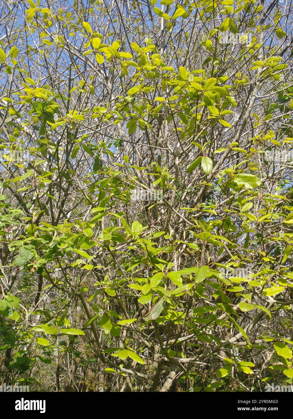 flowering plants (Angiospermae Stock Photo - Alamy