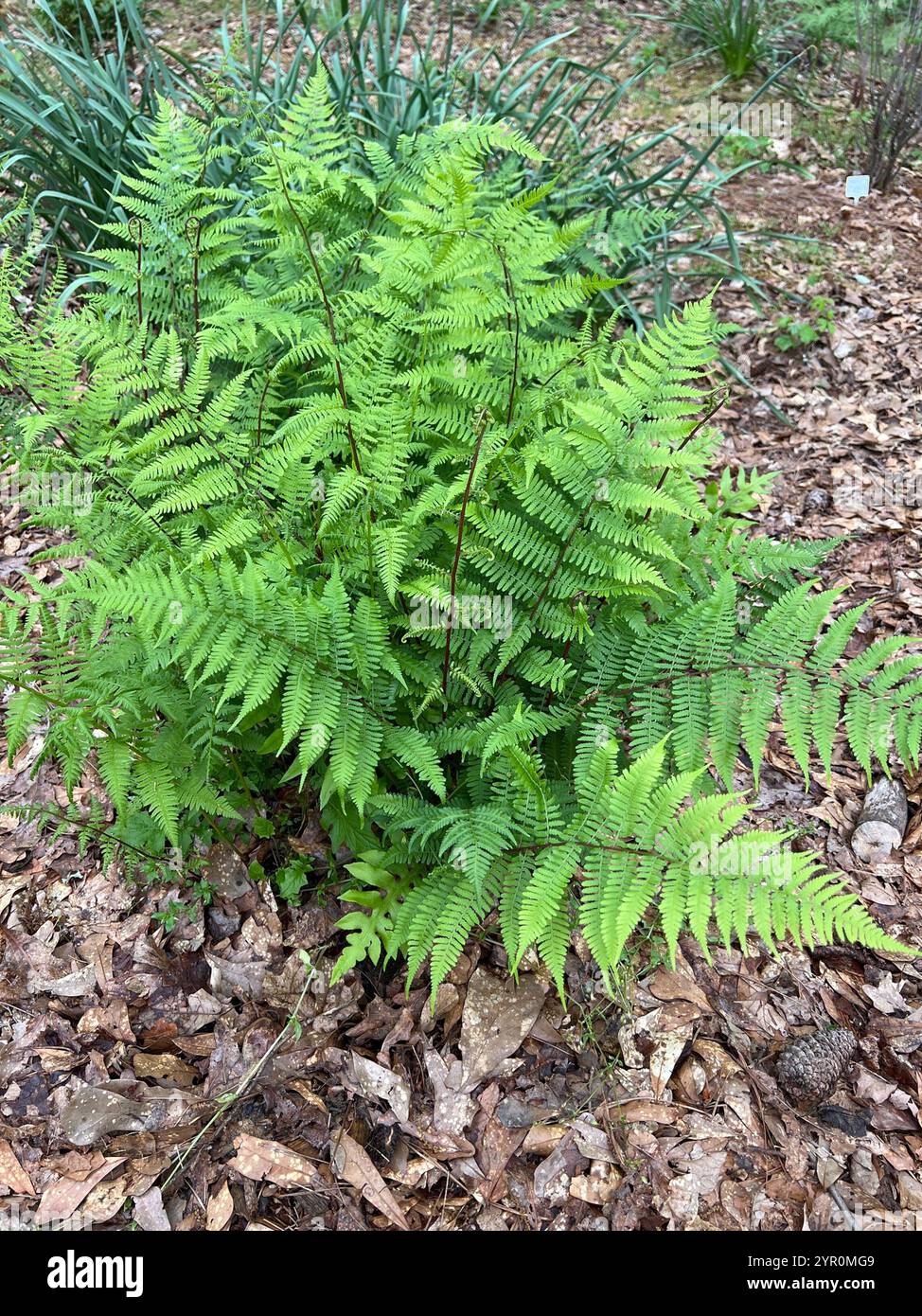 southern lady fern (Athyrium asplenioides Stock Photo - Alamy