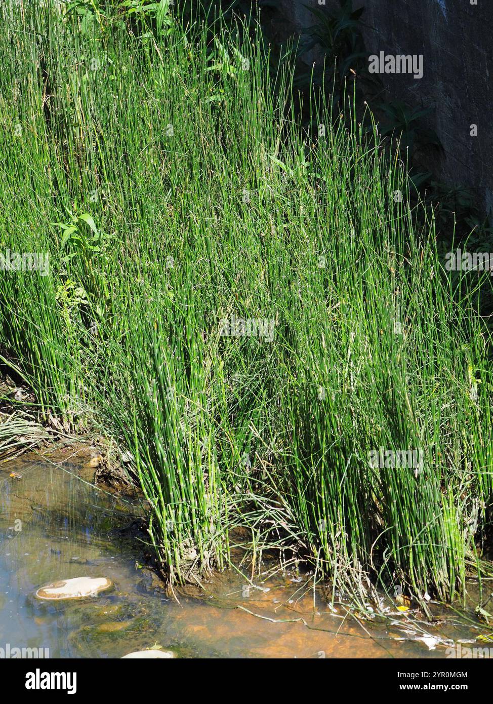 Branched Horsetail (Equisetum ramosissimum Stock Photo - Alamy