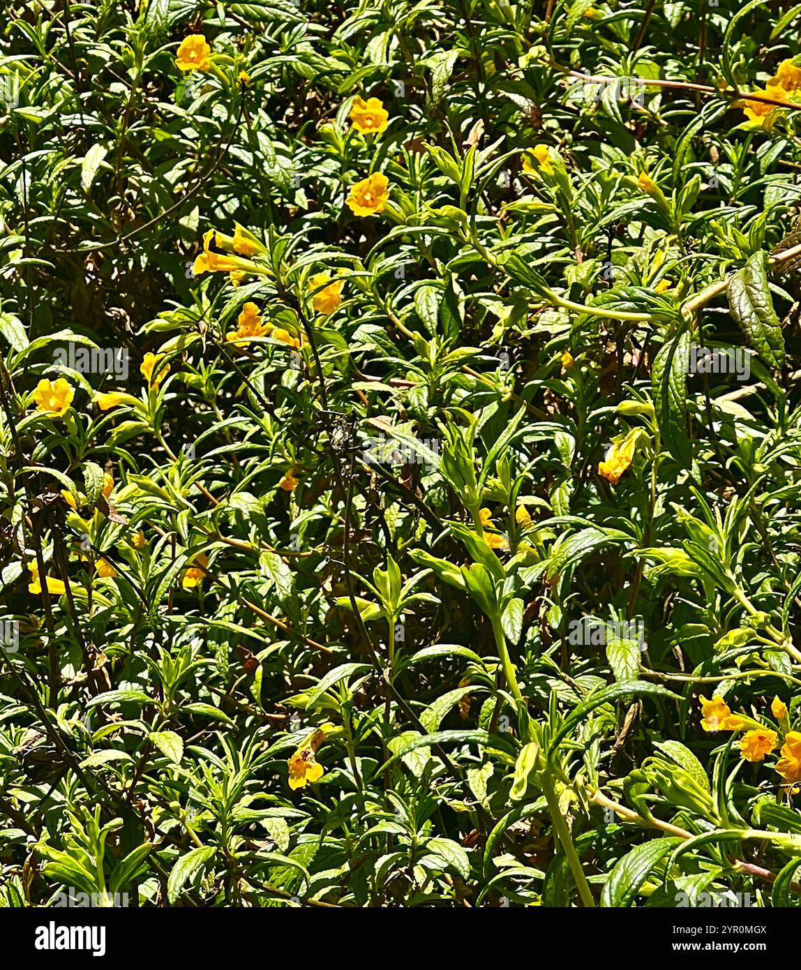 orange bush monkeyflower (Diplacus aurantiacus Stock Photo - Alamy