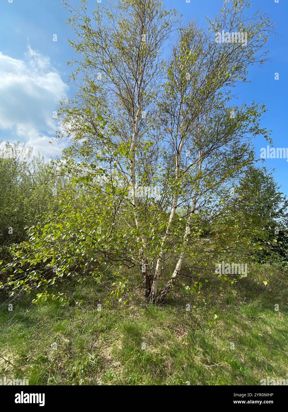Downy Birch (Betula pubescens Stock Photo - Alamy