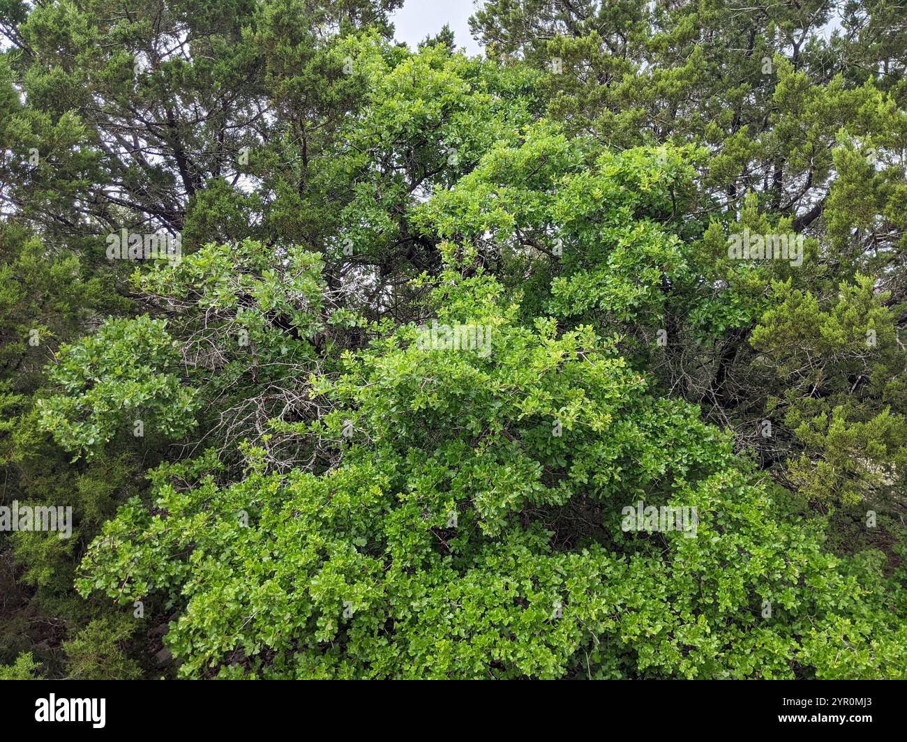 bastard oak (Quercus sinuata Stock Photo - Alamy