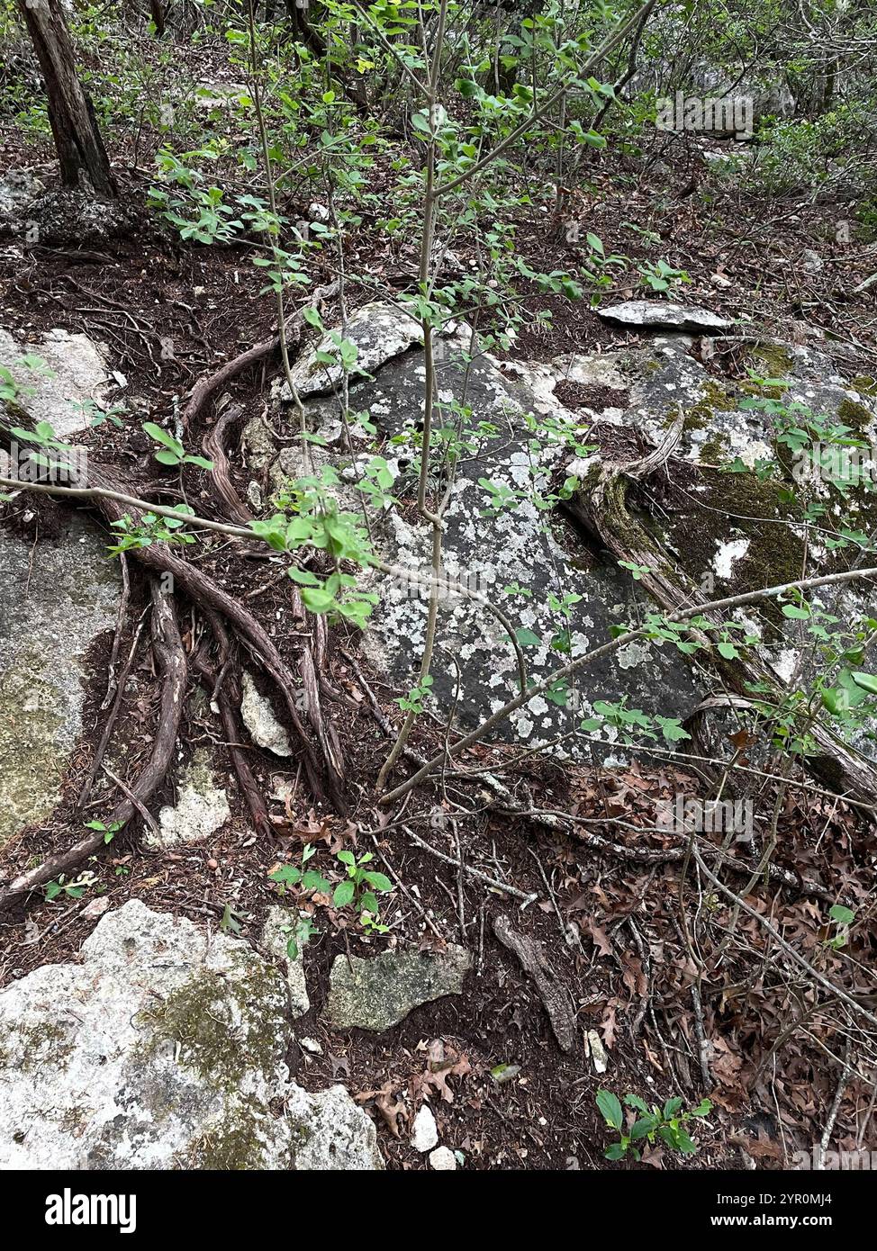 Stretchberry (Forestiera pubescens Stock Photo - Alamy