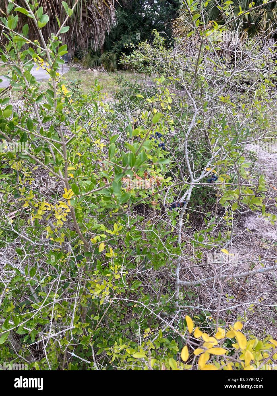 Florida swampprivet (Forestiera segregata Stock Photo - Alamy