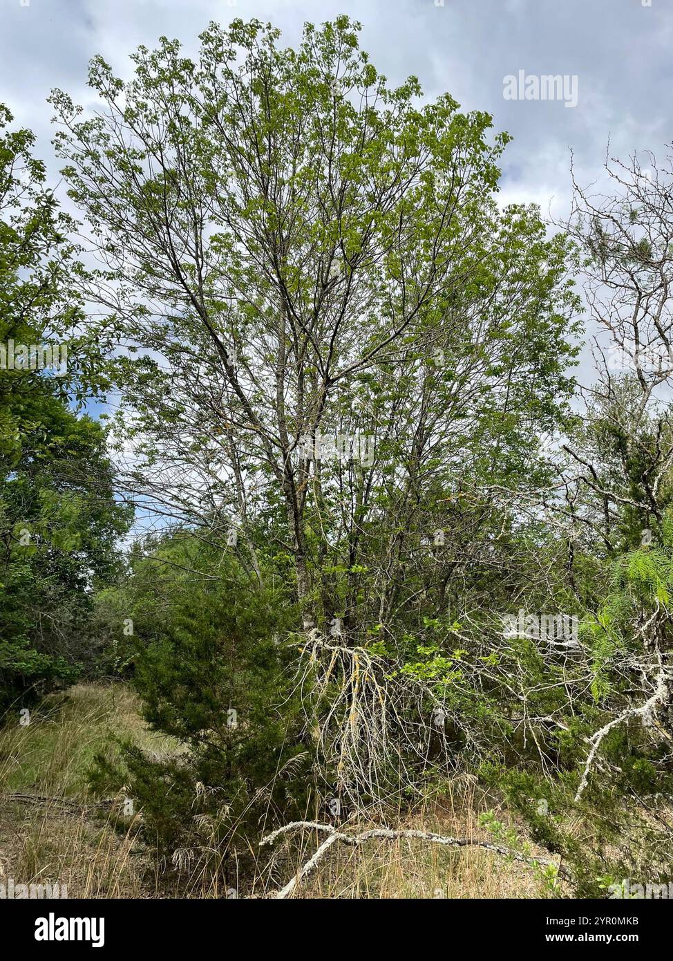 Texas ash (Fraxinus albicans Stock Photo - Alamy