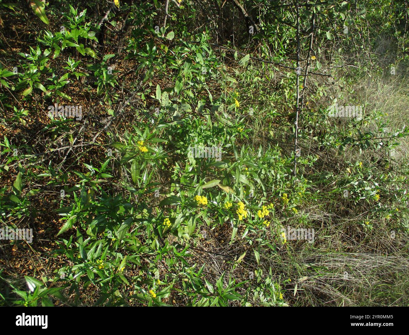 Sticky Psiadia (Psiadia punctulata Stock Photo - Alamy