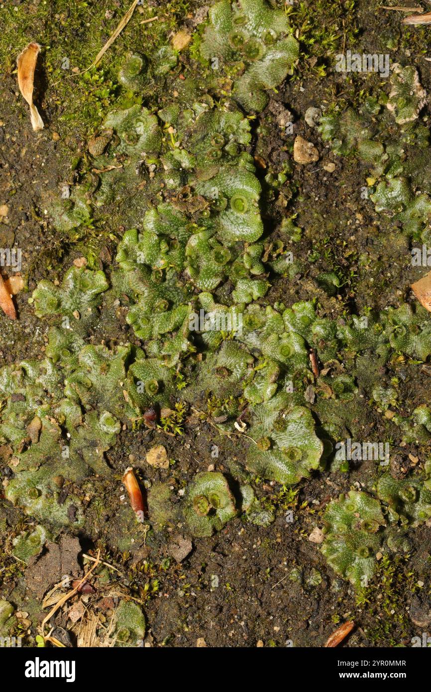 Common Liverwort (Marchantia polymorpha Stock Photo - Alamy