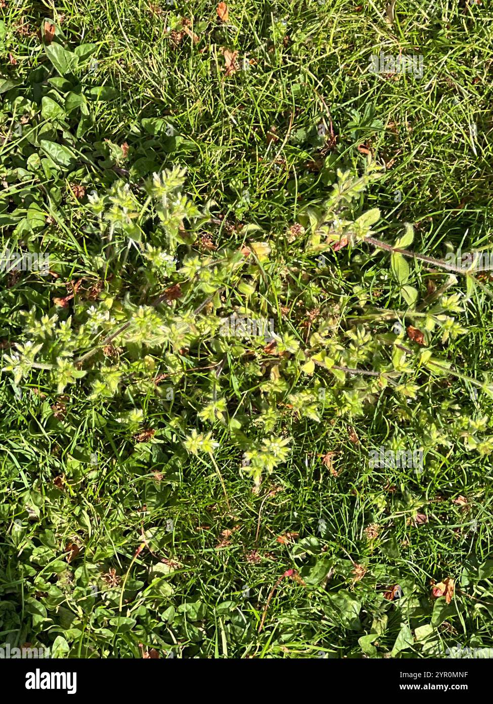 Sticky mouse-ear chickweed (Cerastium glomeratum Stock Photo - Alamy