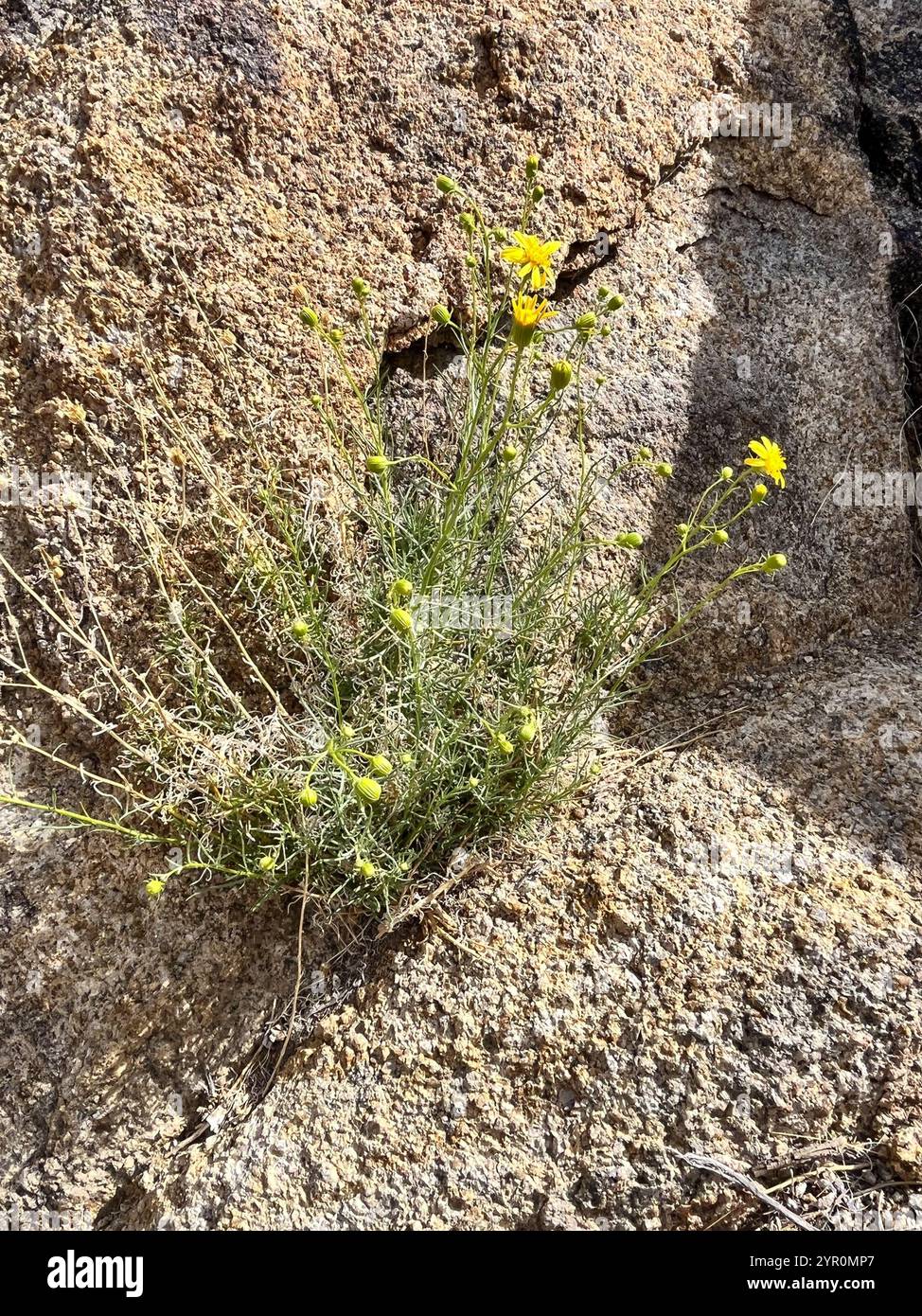 threadleaf groundsel (Senecio flaccidus Stock Photo - Alamy