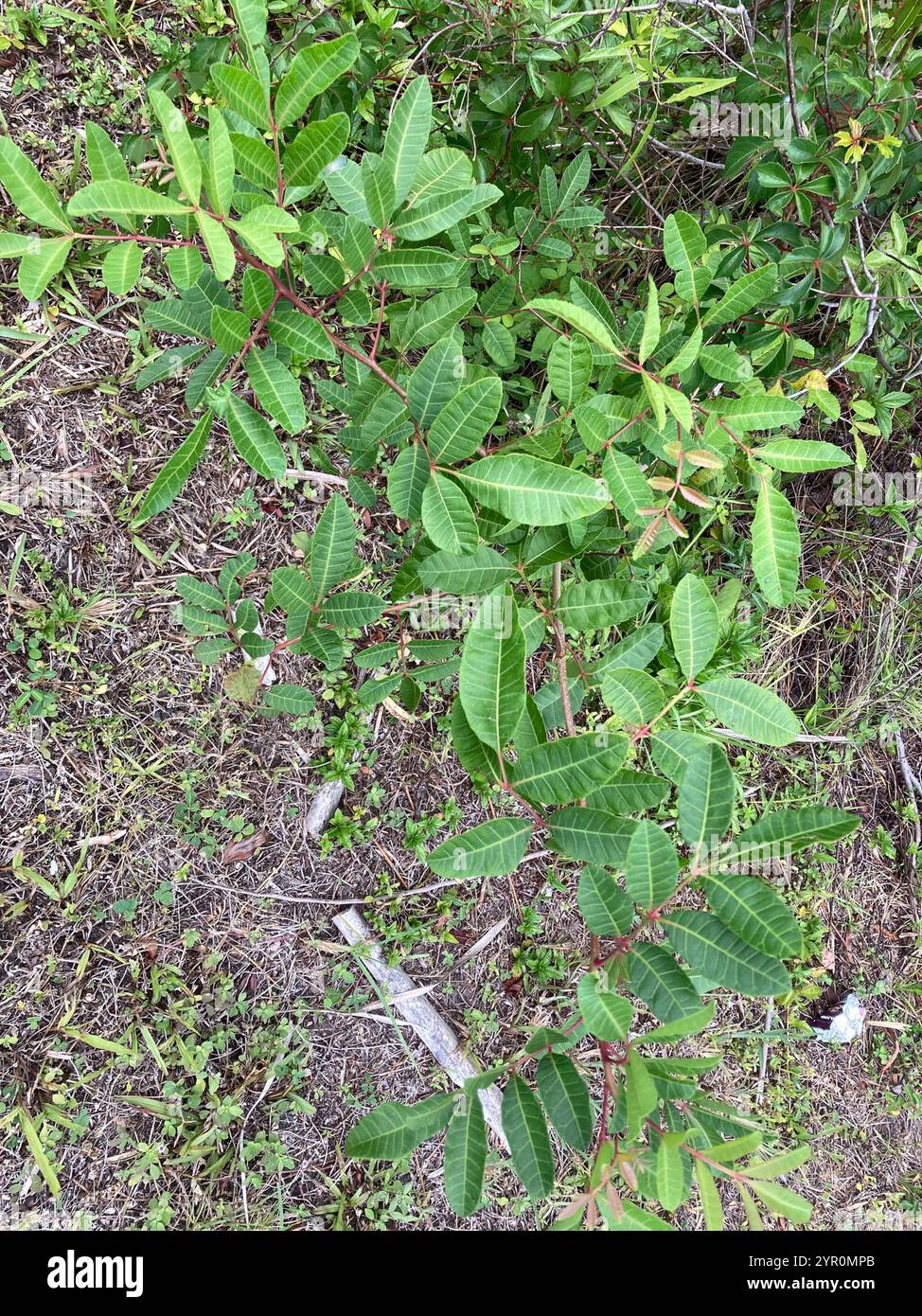Brazilian pepper (Schinus terebinthifolia Stock Photo - Alamy