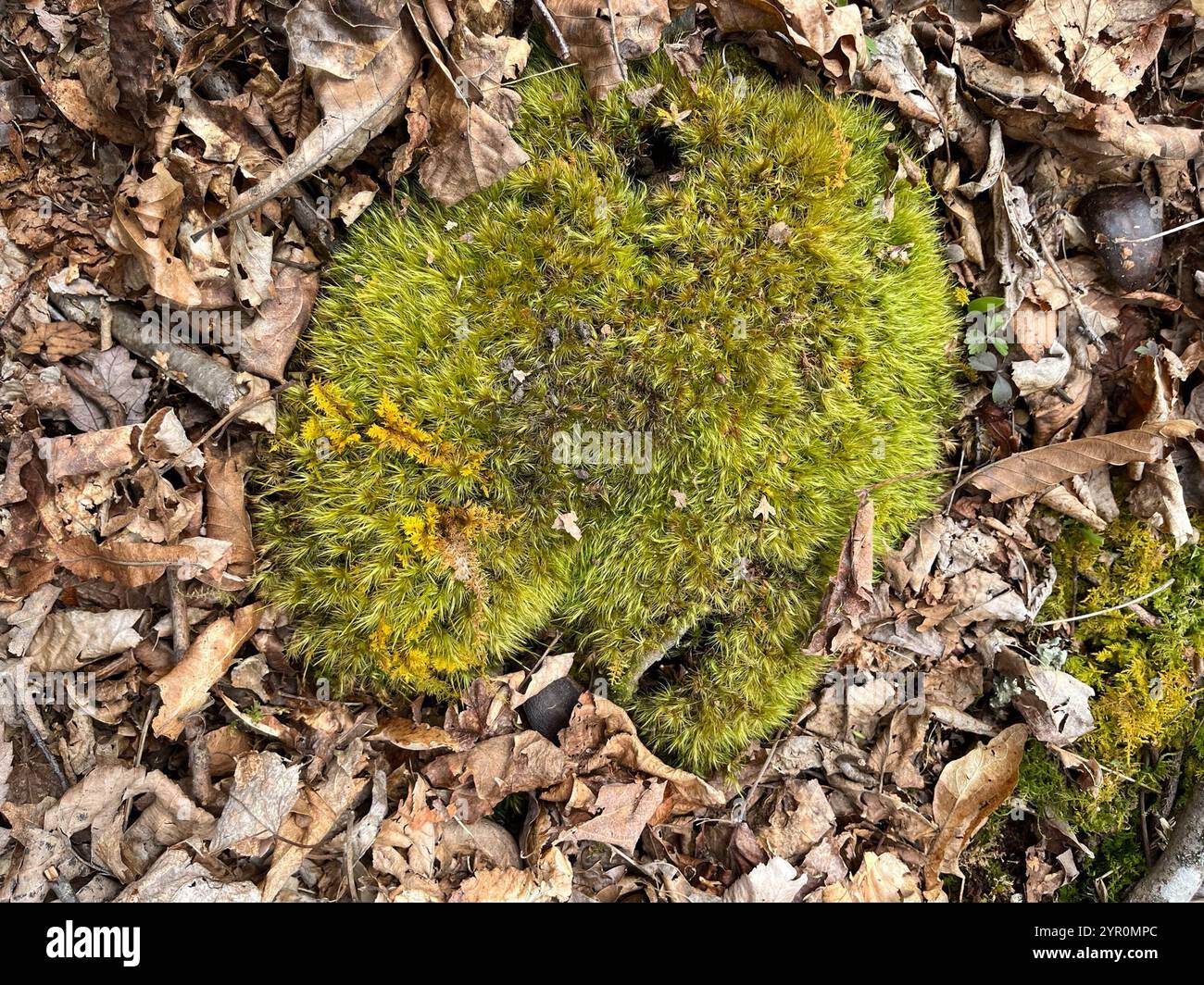 fern mosses (Thuidium Stock Photo - Alamy