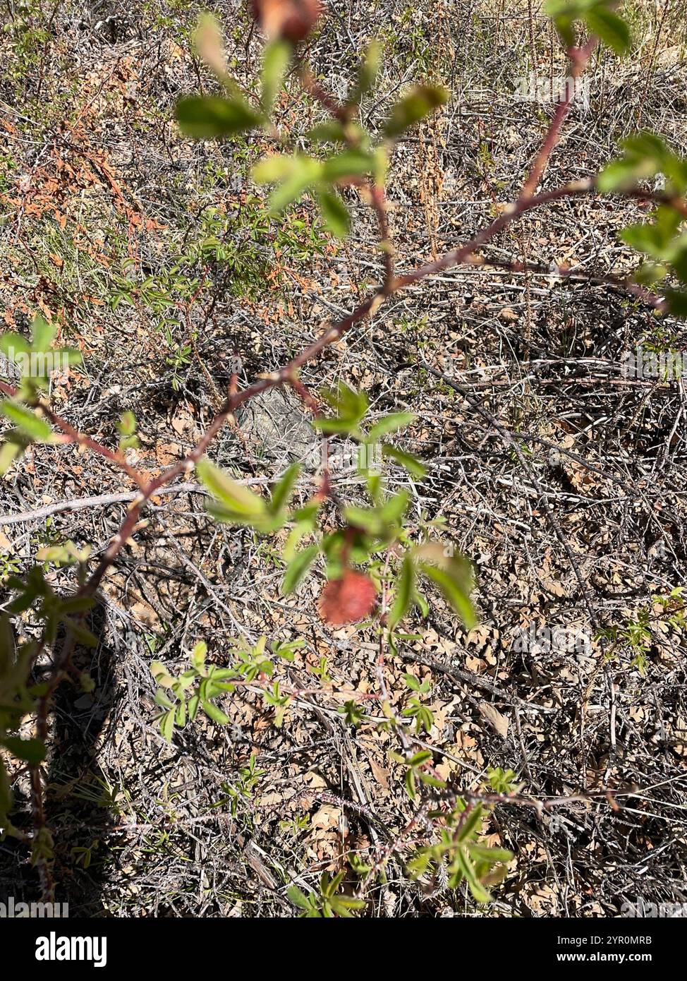 California Wild Rose (Rosa californica Stock Photo - Alamy