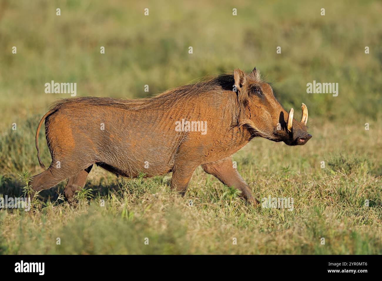 A warthog (Phacochoerus africanus) in natural habitat, Mokala National ...