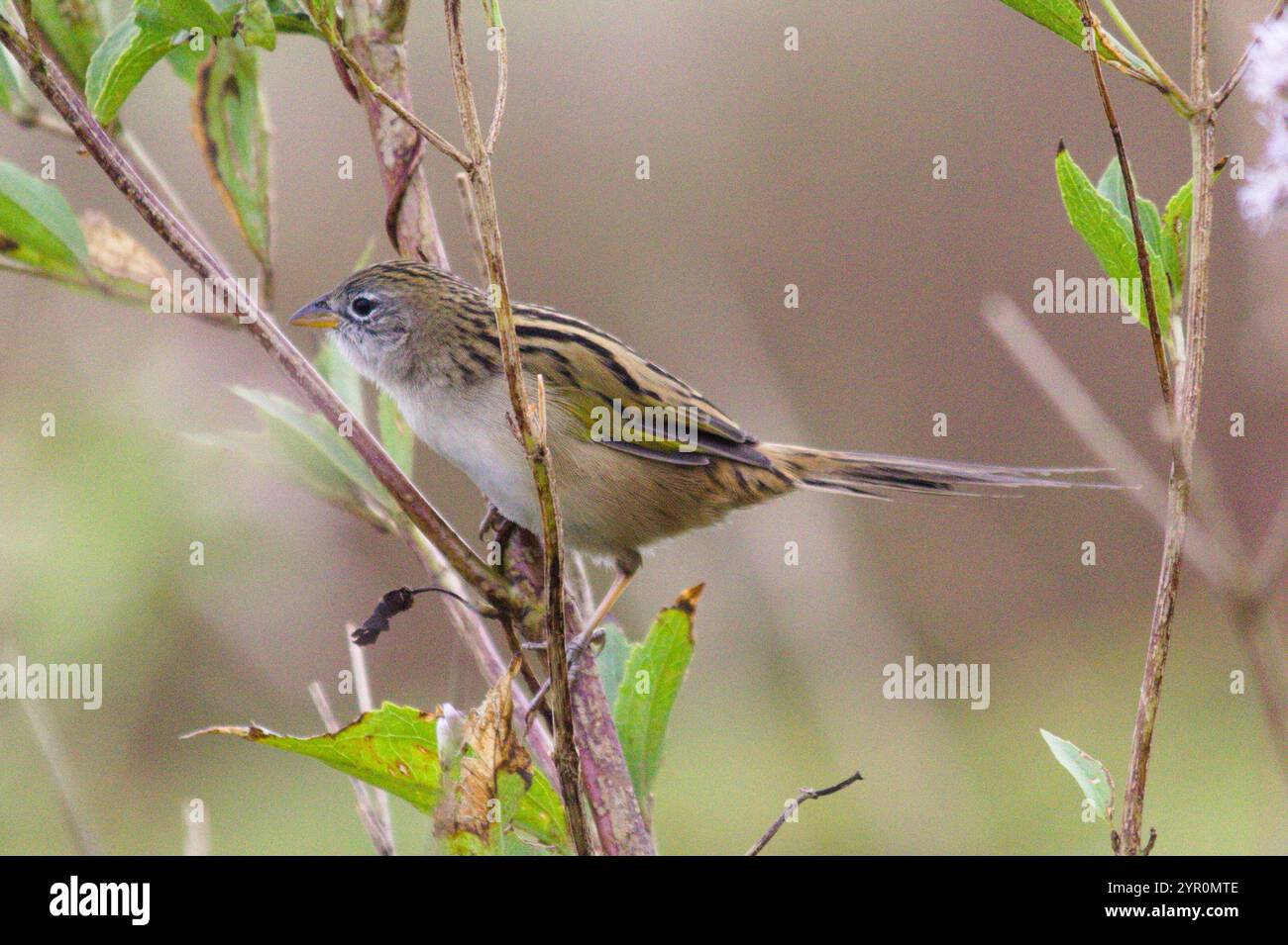 Lesser Grass-Finch (Emberizoides ypiranganus Stock Photo - Alamy