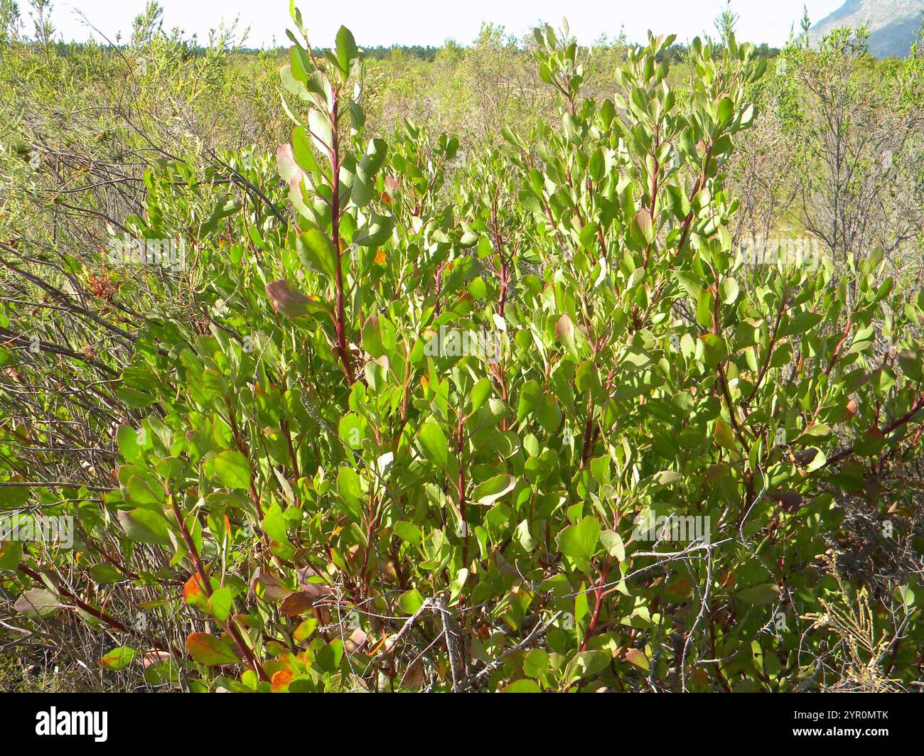 Bietou (Osteospermum moniliferum Stock Photo - Alamy