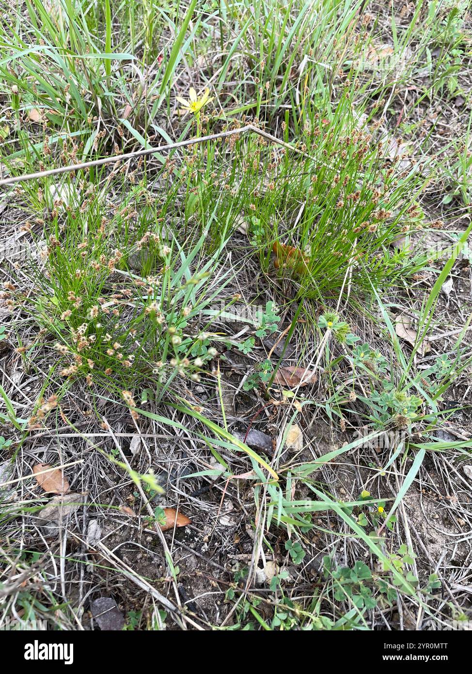 common spikerush (Eleocharis palustris Stock Photo - Alamy