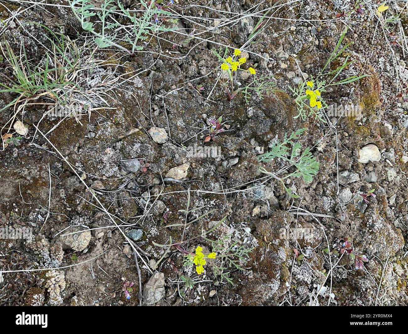 Wyeth Biscuitroot (Lomatium ambiguum Stock Photo - Alamy