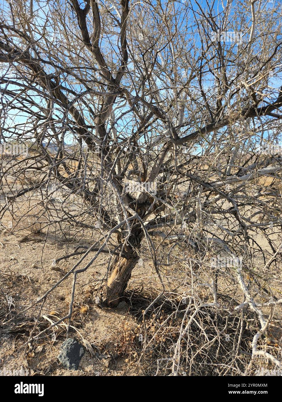 desert ironwood (Olneya tesota Stock Photo - Alamy