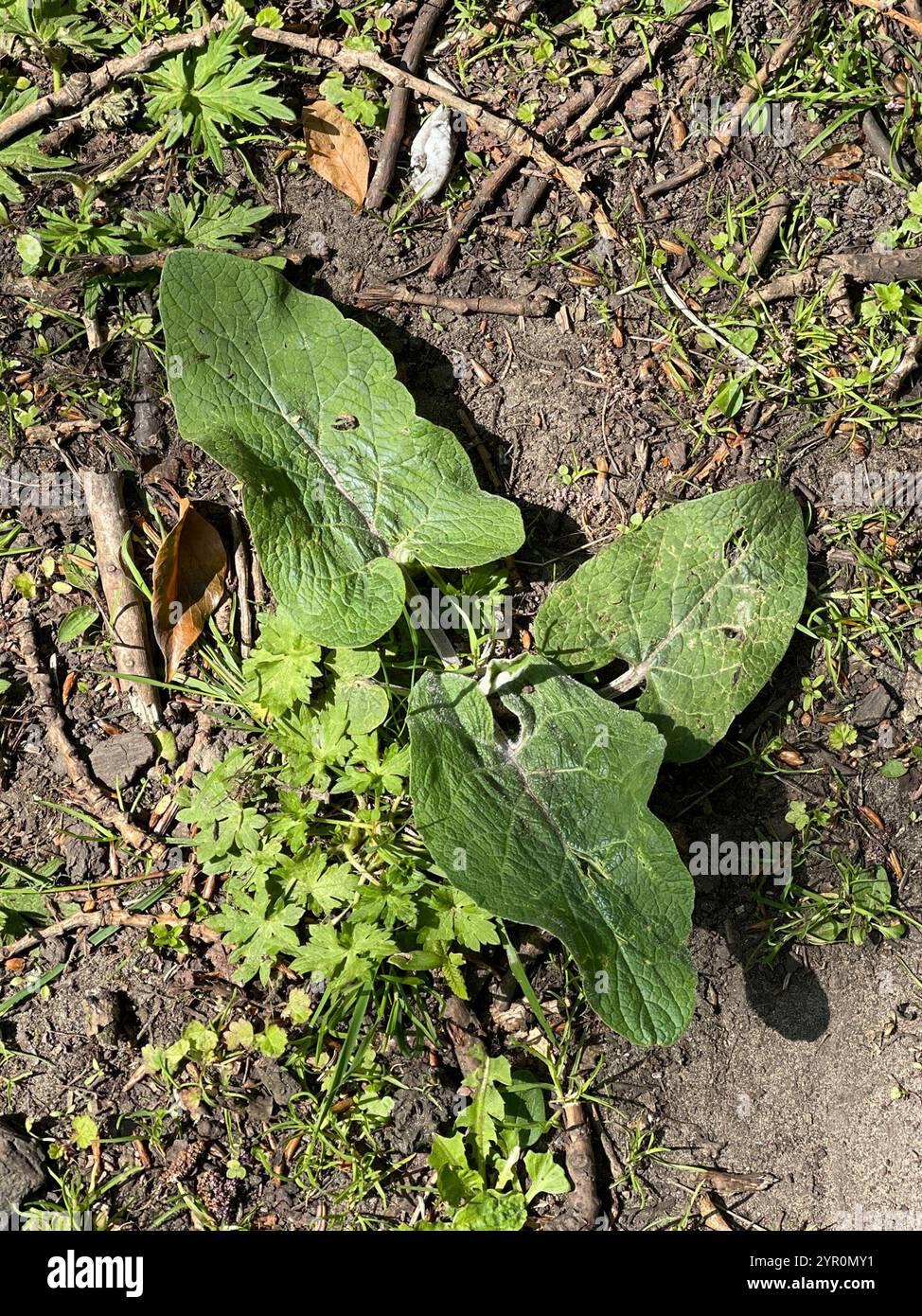 lesser burdock (Arctium minus Stock Photo - Alamy