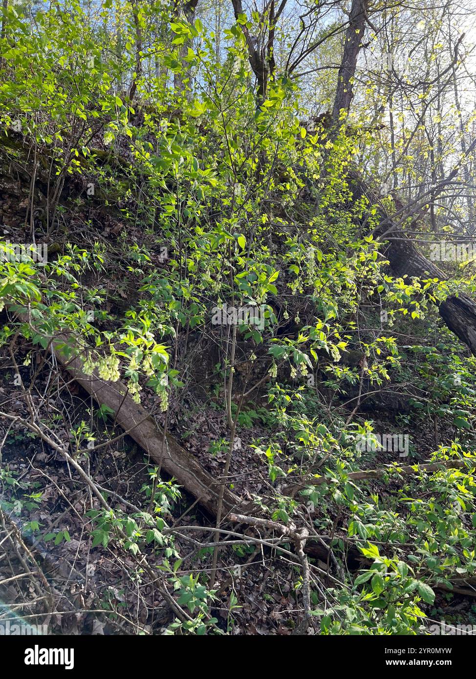 American bladdernut (Staphylea trifolia Stock Photo - Alamy