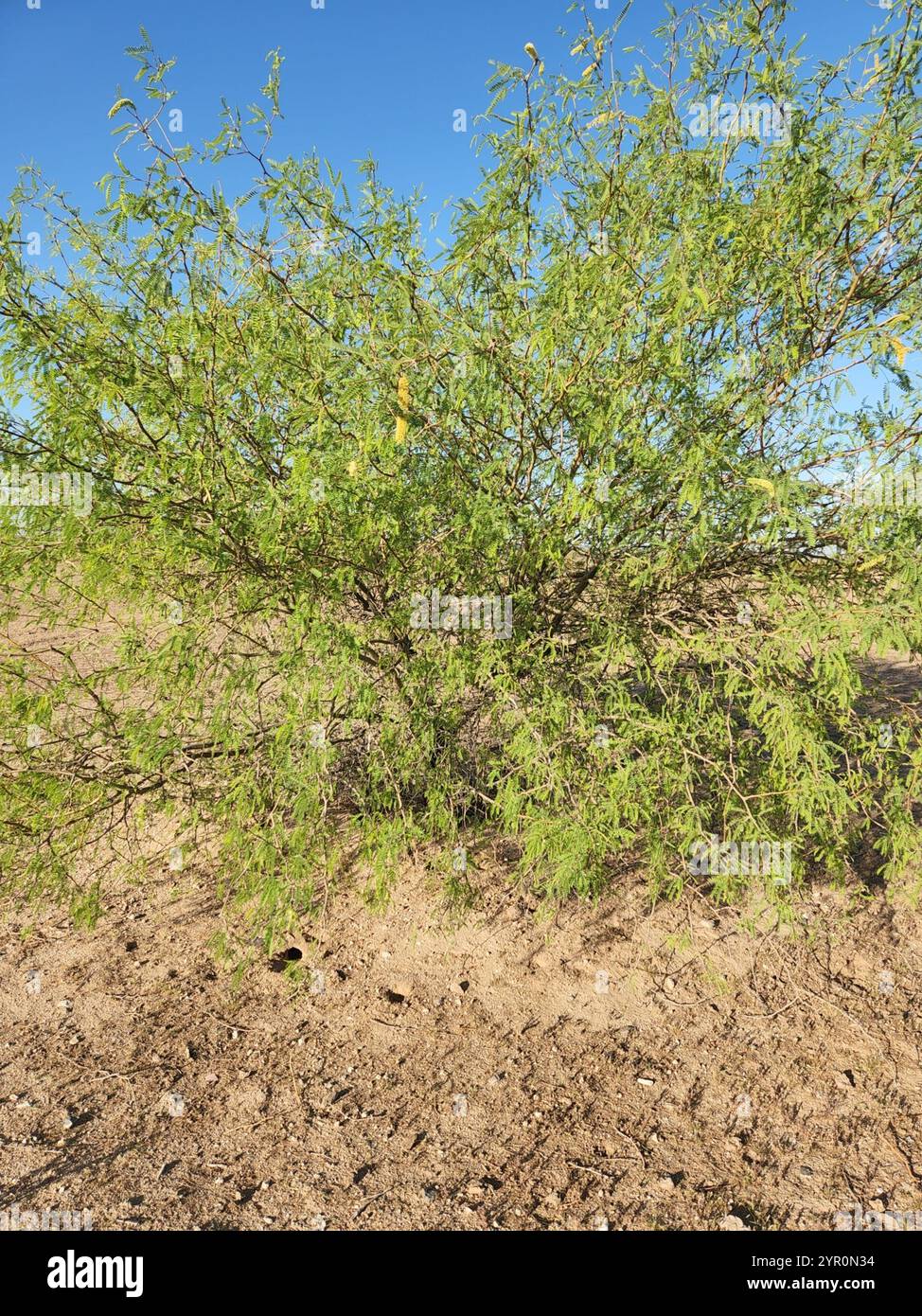 Velvet mesquite hi-res stock photography and images - Alamy