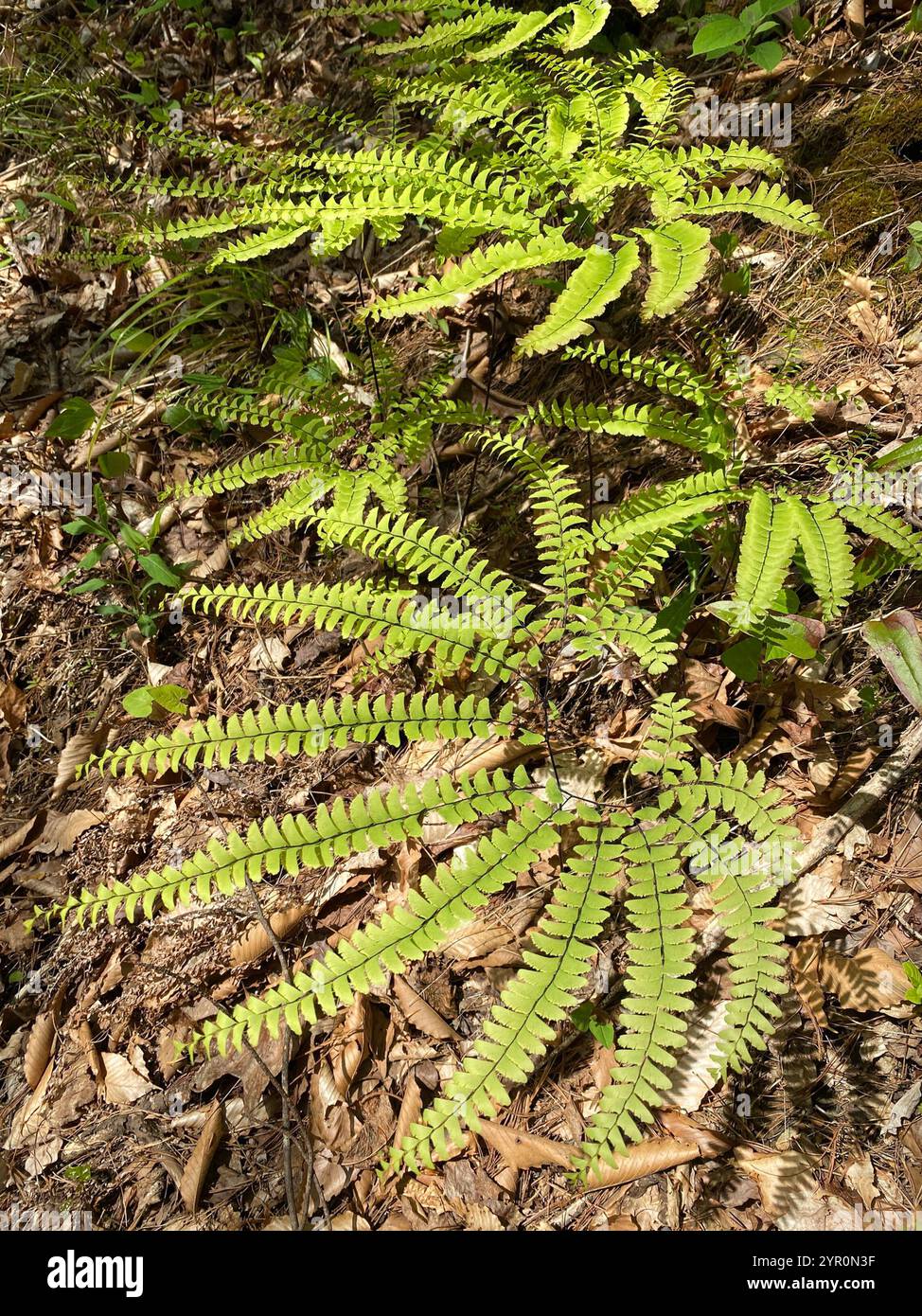 northern maidenhair fern (Adiantum pedatum Stock Photo - Alamy