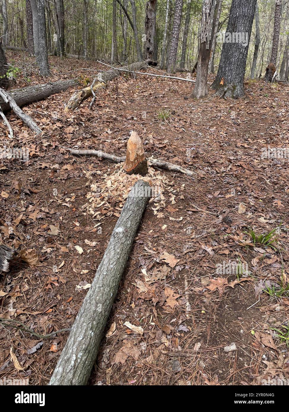 Carolina Beaver (Castor canadensis carolinensis Stock Photo - Alamy