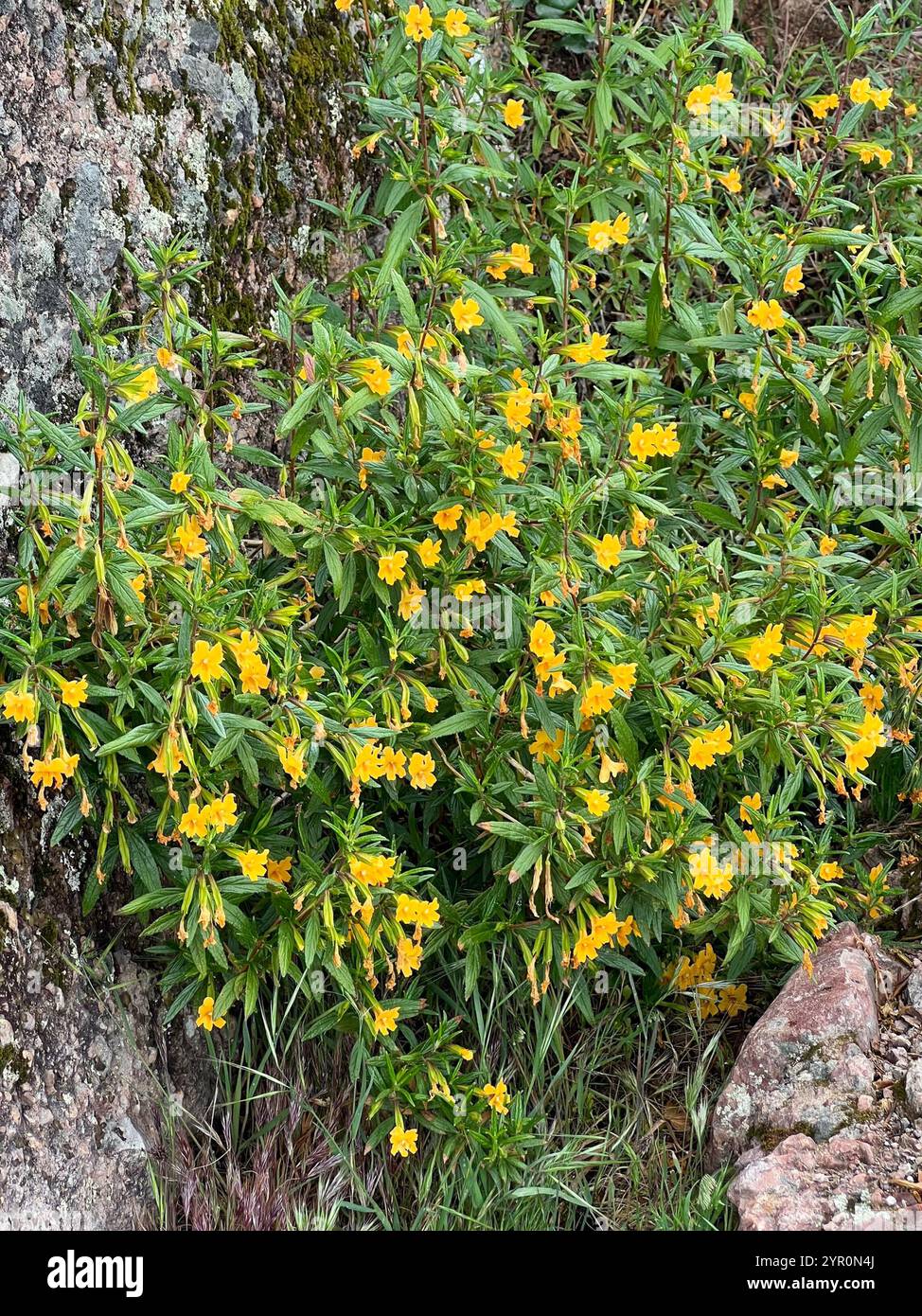 orange bush monkeyflower (Diplacus aurantiacus Stock Photo - Alamy