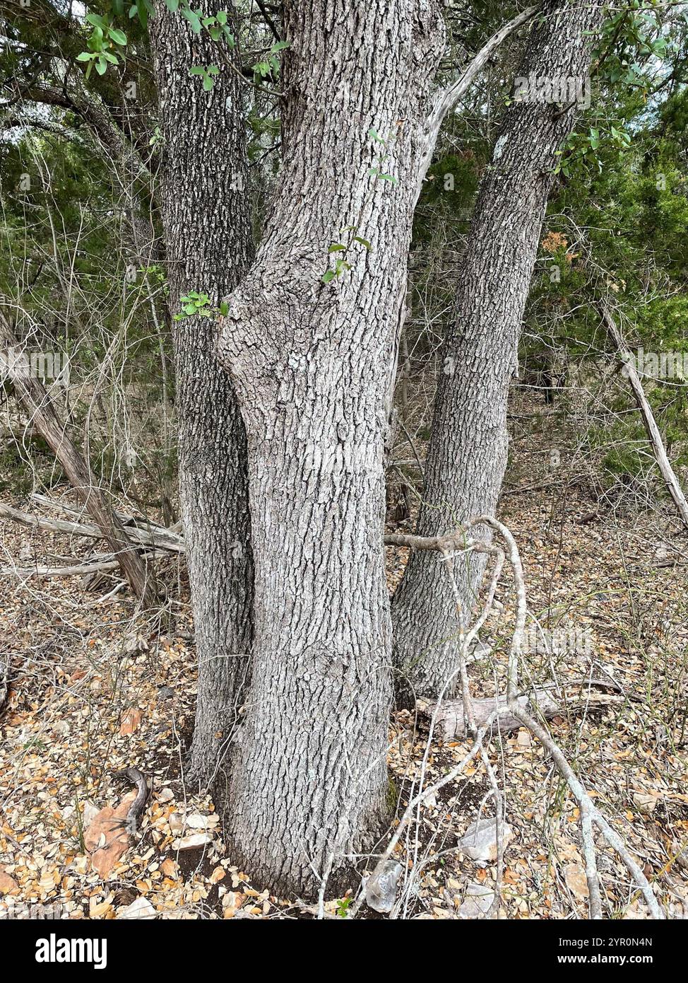 Texas live oak (Quercus fusiformis Stock Photo - Alamy