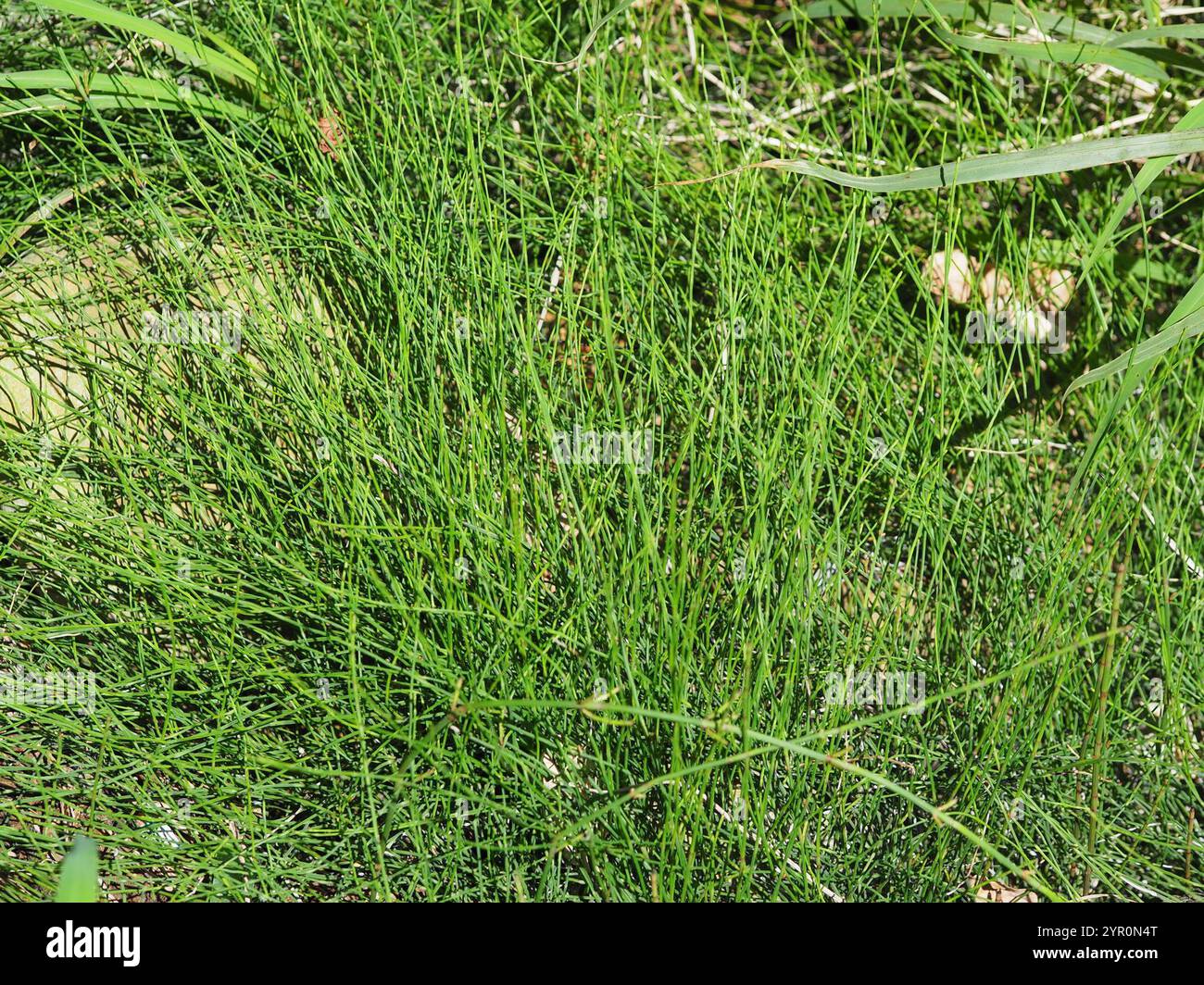 Branched Horsetail (Equisetum ramosissimum Stock Photo - Alamy