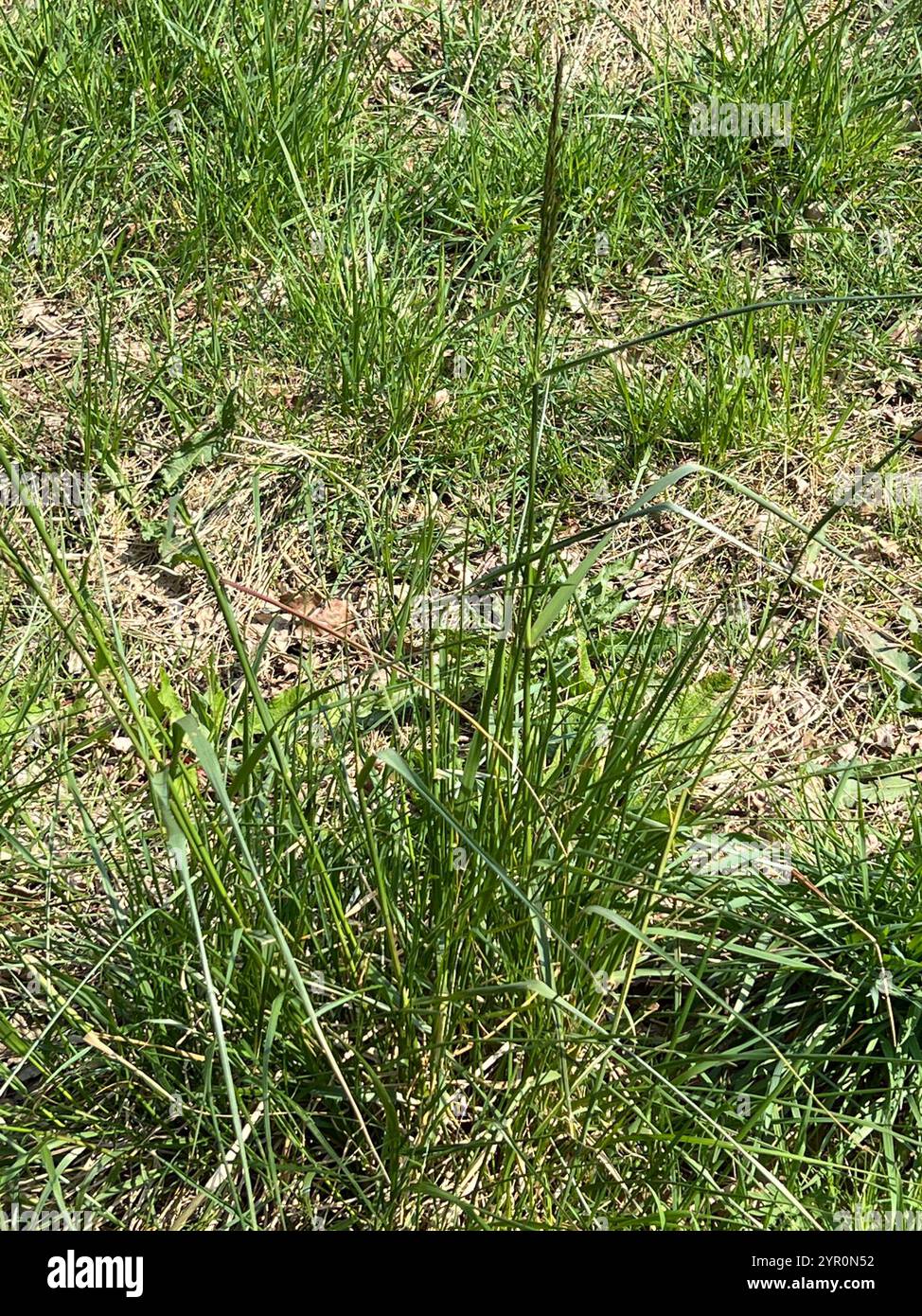 grasses, sedges, cattails, and allies (Poales Stock Photo - Alamy
