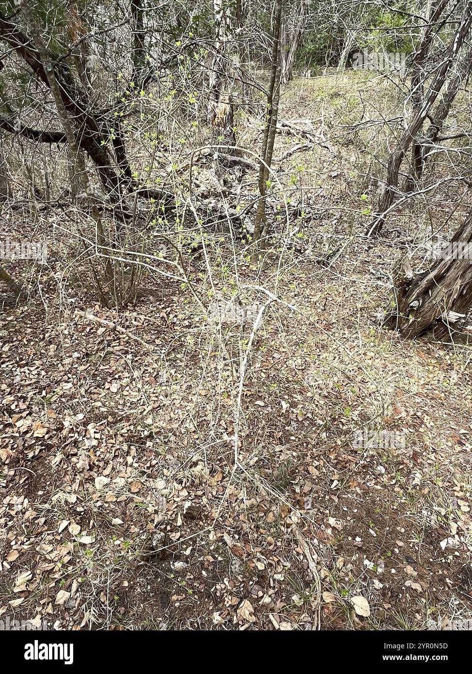 Stretchberry (Forestiera pubescens Stock Photo - Alamy