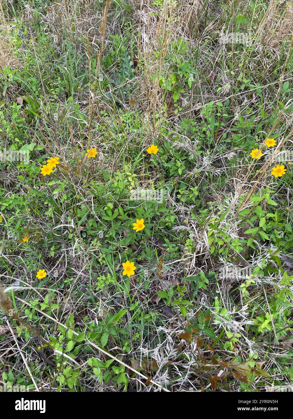 lobed coreopsis (Coreopsis auriculata Stock Photo - Alamy