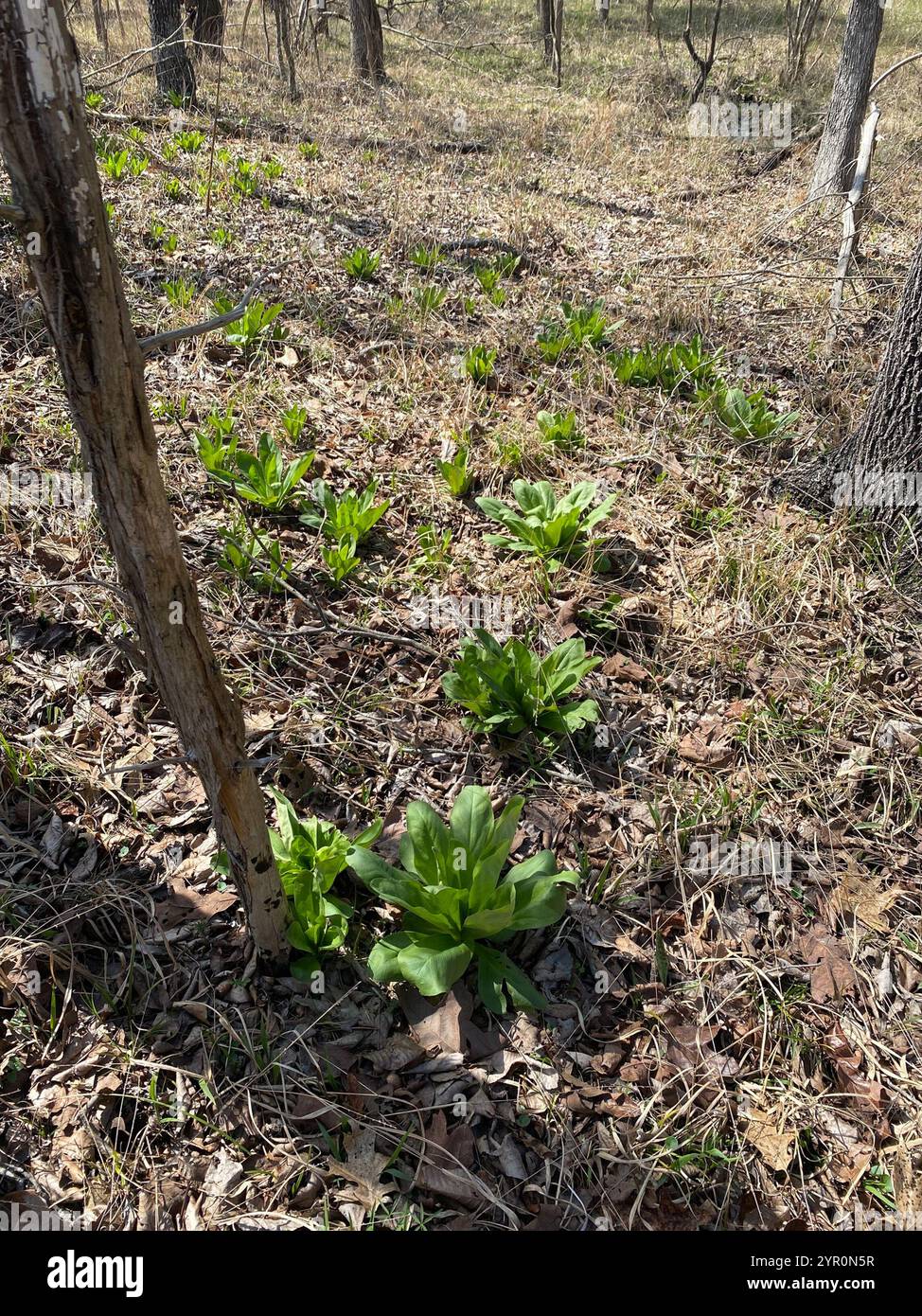 American columbo (Frasera caroliniensis Stock Photo - Alamy