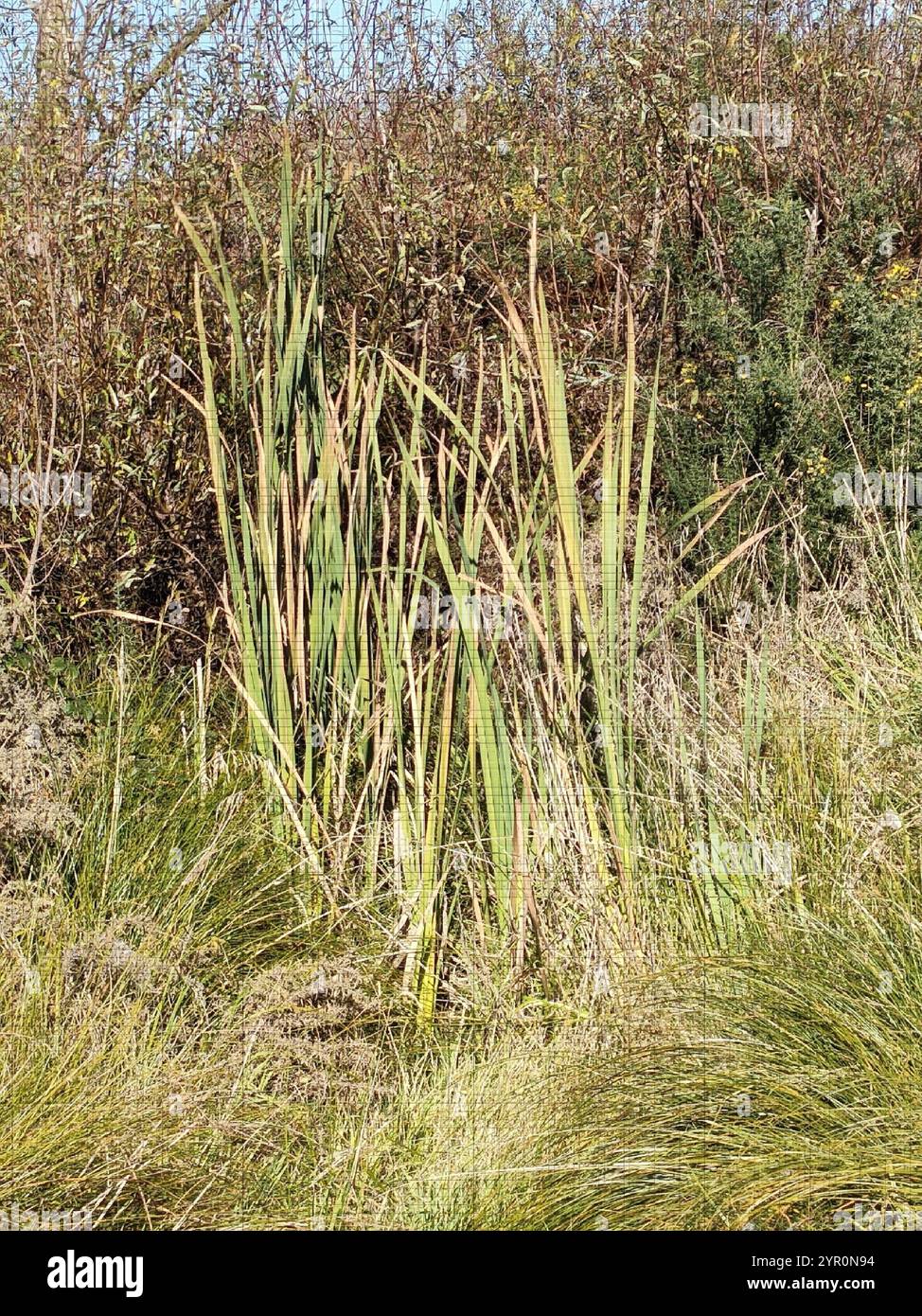 Oriental Cattail (Typha orientalis Stock Photo - Alamy
