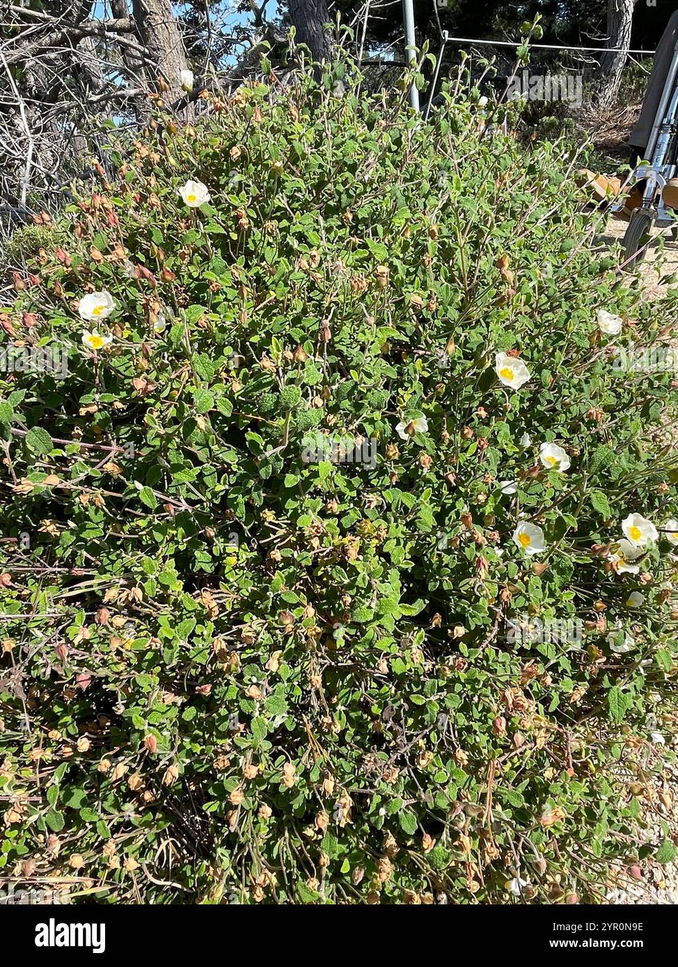 Sage-leaved Rock-rose (Cistus salviifolius Stock Photo - Alamy