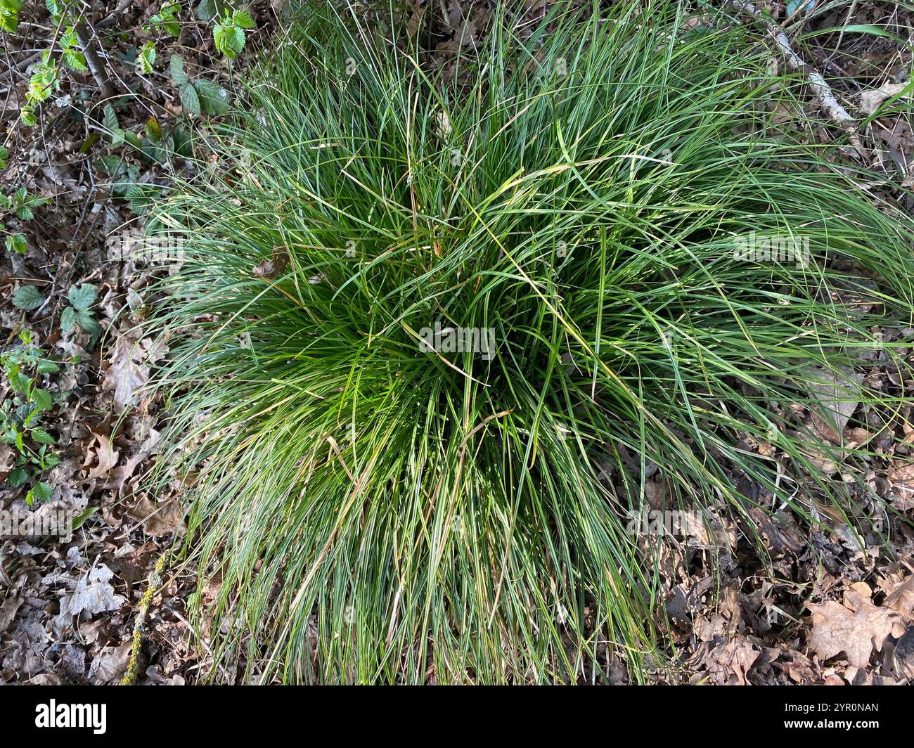 true sedges (Carex Stock Photo - Alamy