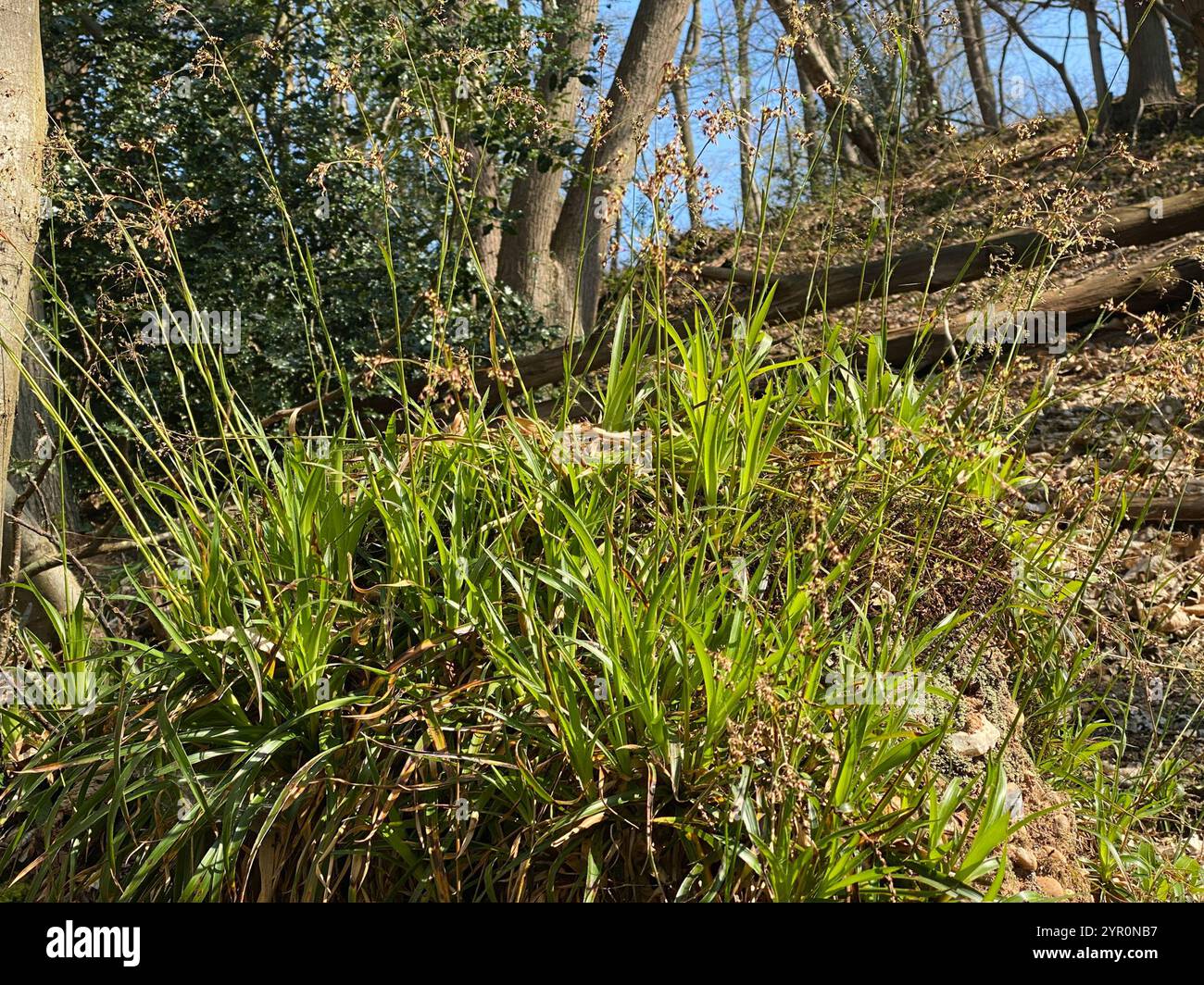 Great Woodrush (Luzula sylvatica Stock Photo - Alamy