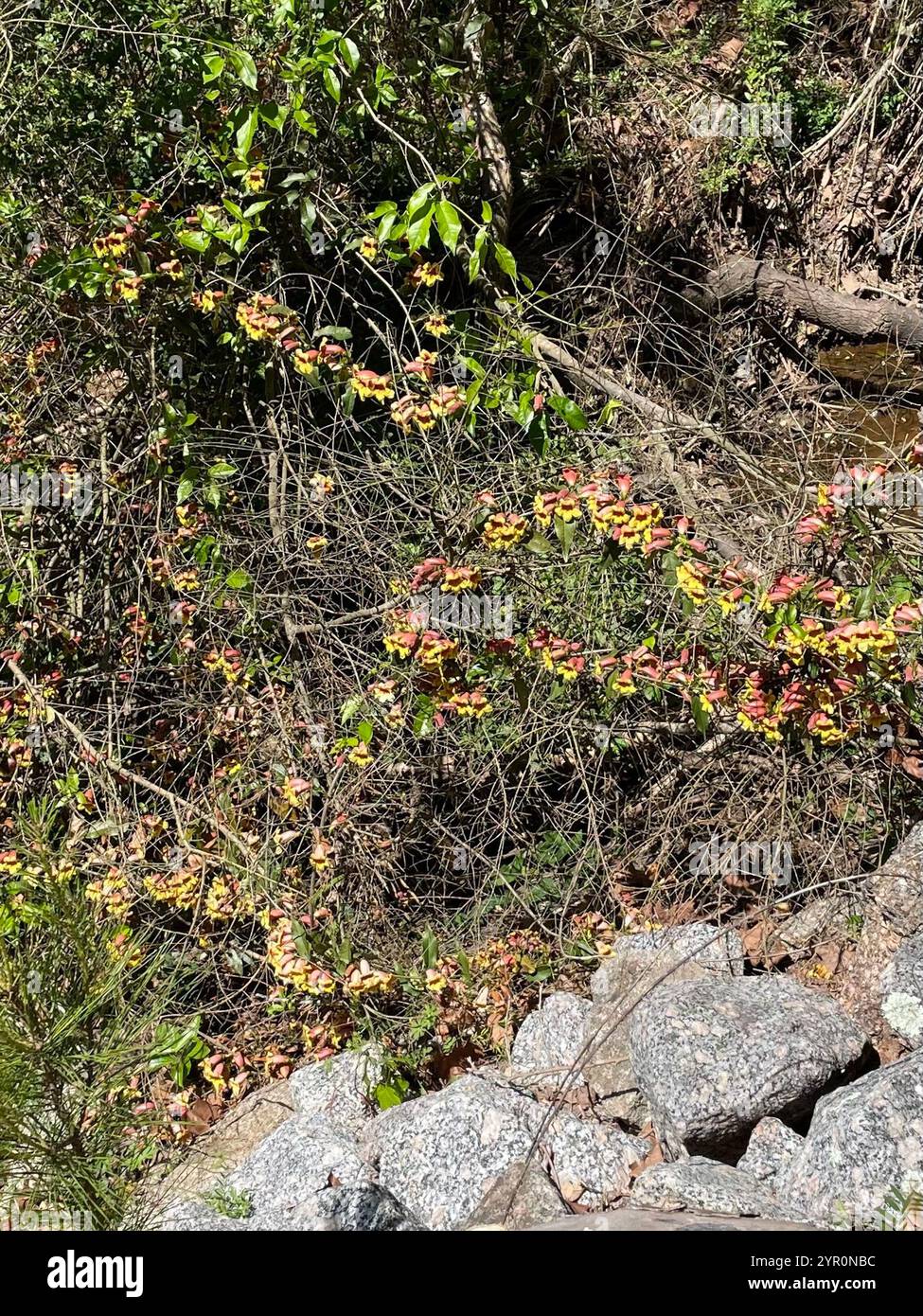 cross vine (Bignonia capreolata Stock Photo - Alamy