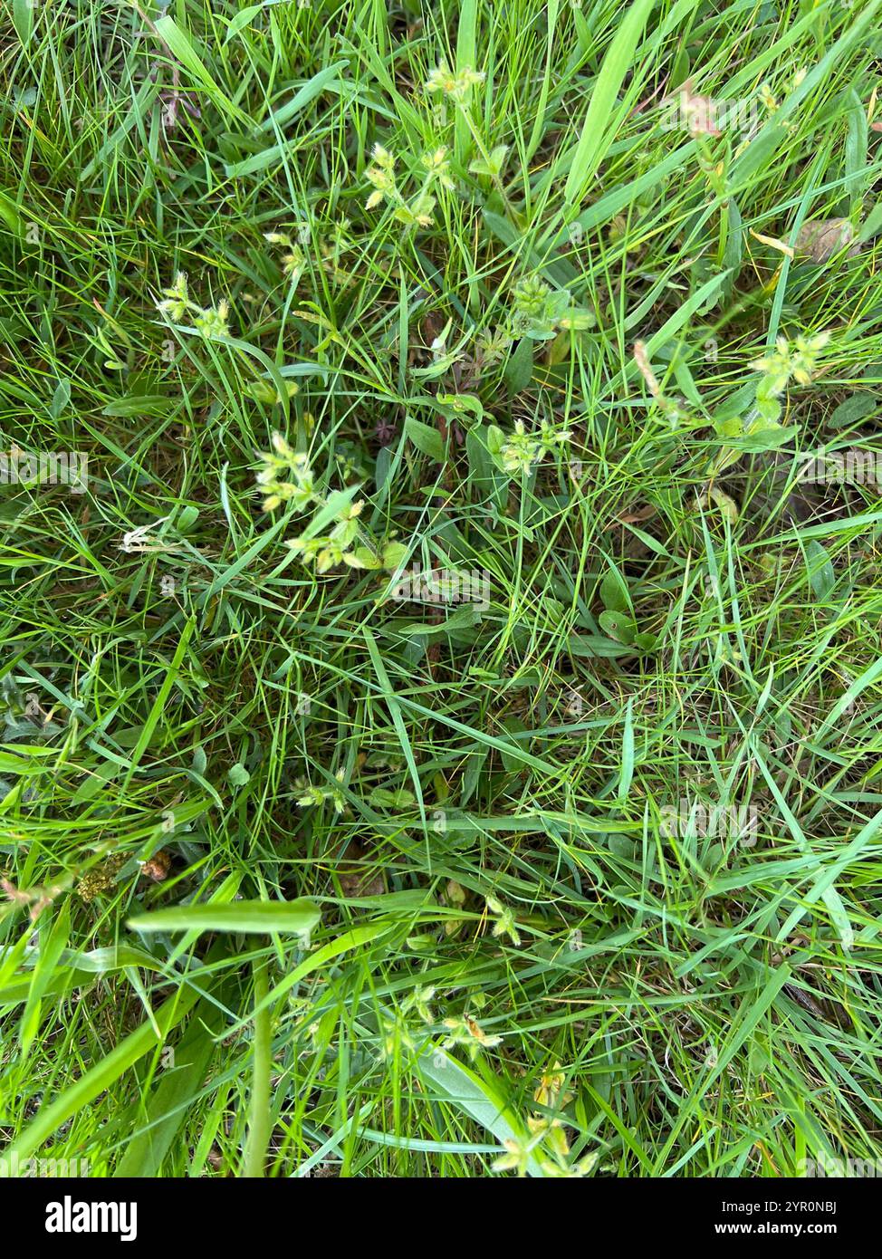 Sticky mouse-ear chickweed (Cerastium glomeratum Stock Photo - Alamy